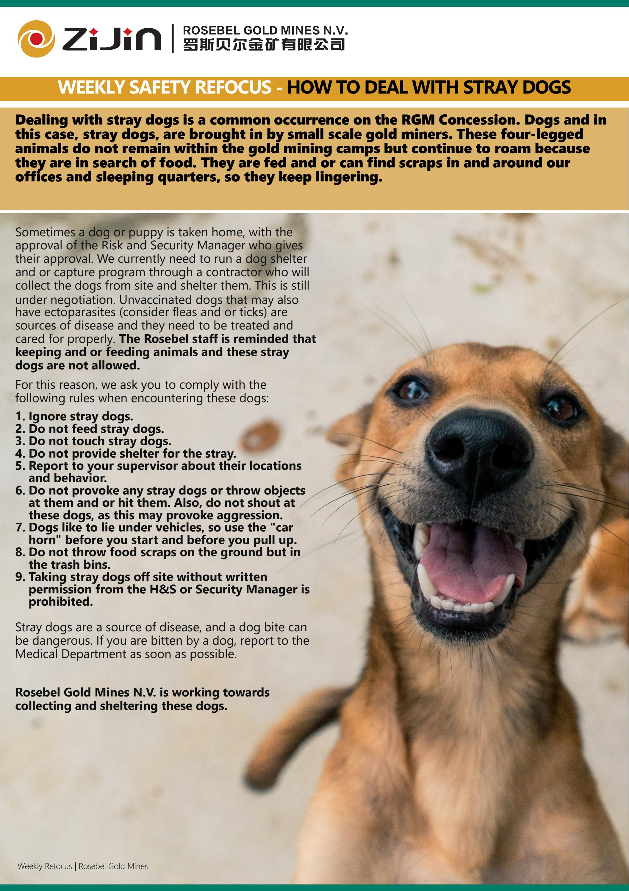 Weekly Safety Refocus - How to deal with stray dogs by Rosebel Gold ...