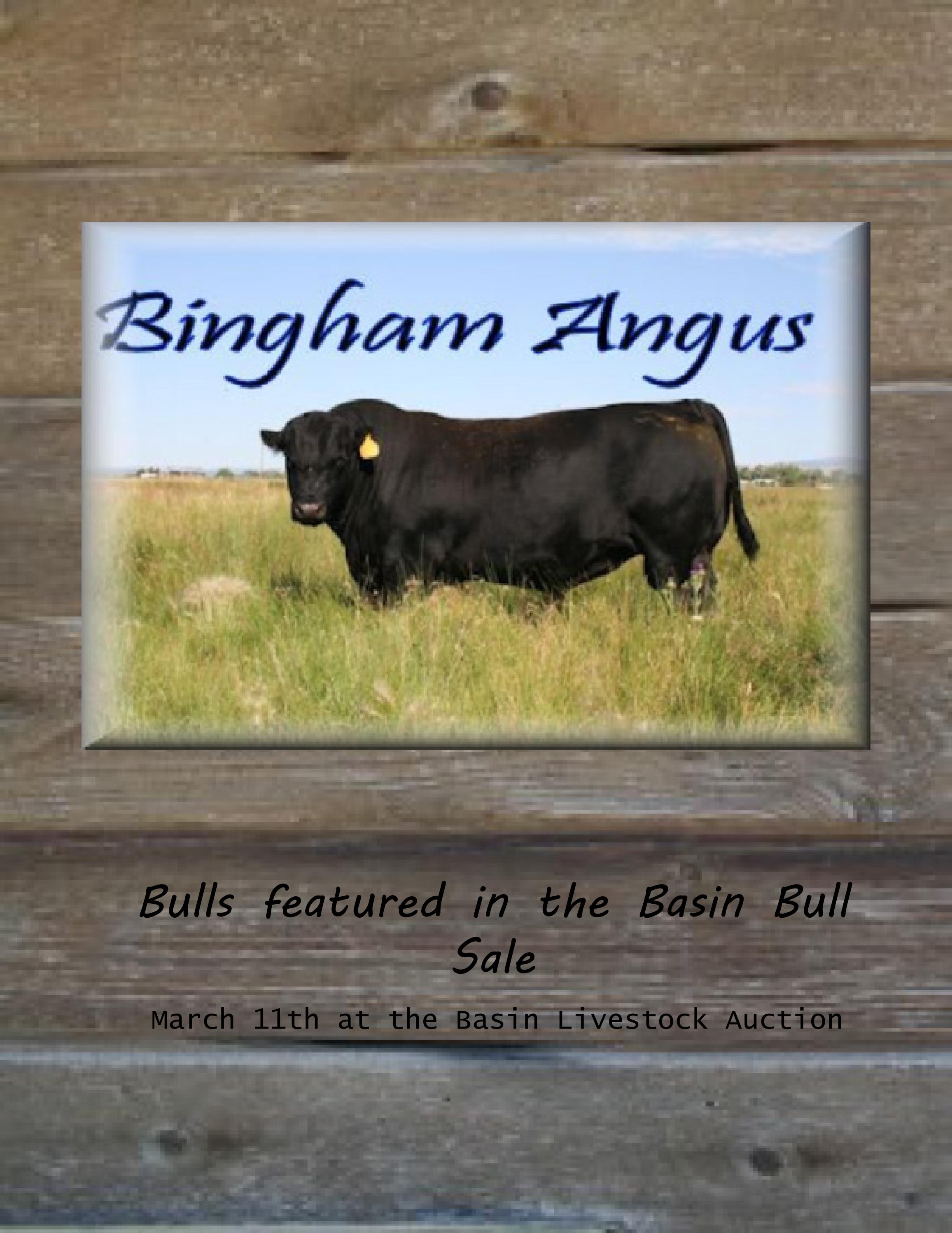 Bingham Angus 2023 Bull Sale by pattyb1989 - Issuu