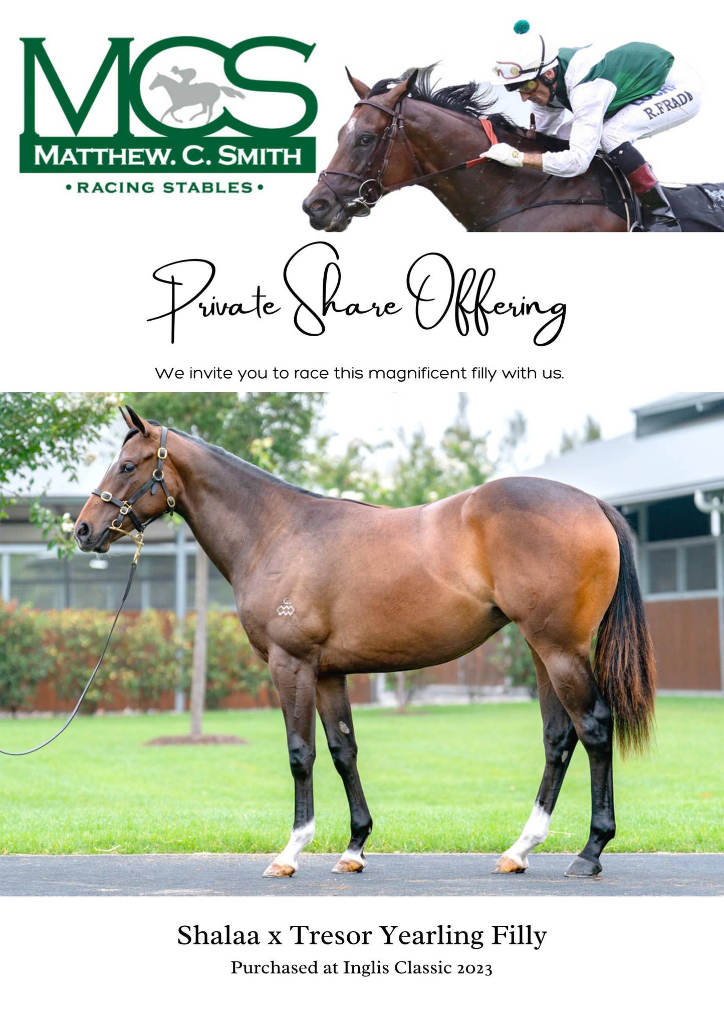 Shalaa x Tresor Filly by Colourful Racing Identities - Issuu