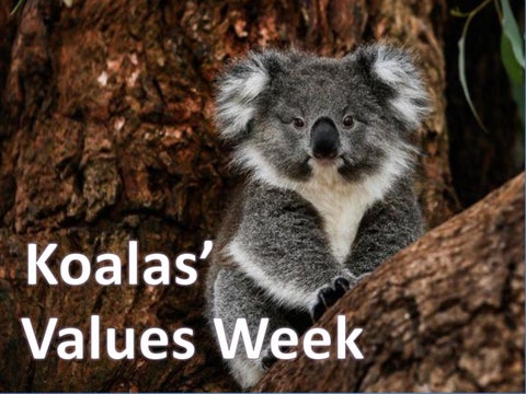 Koalas' Values Week by Schudio - Issuu