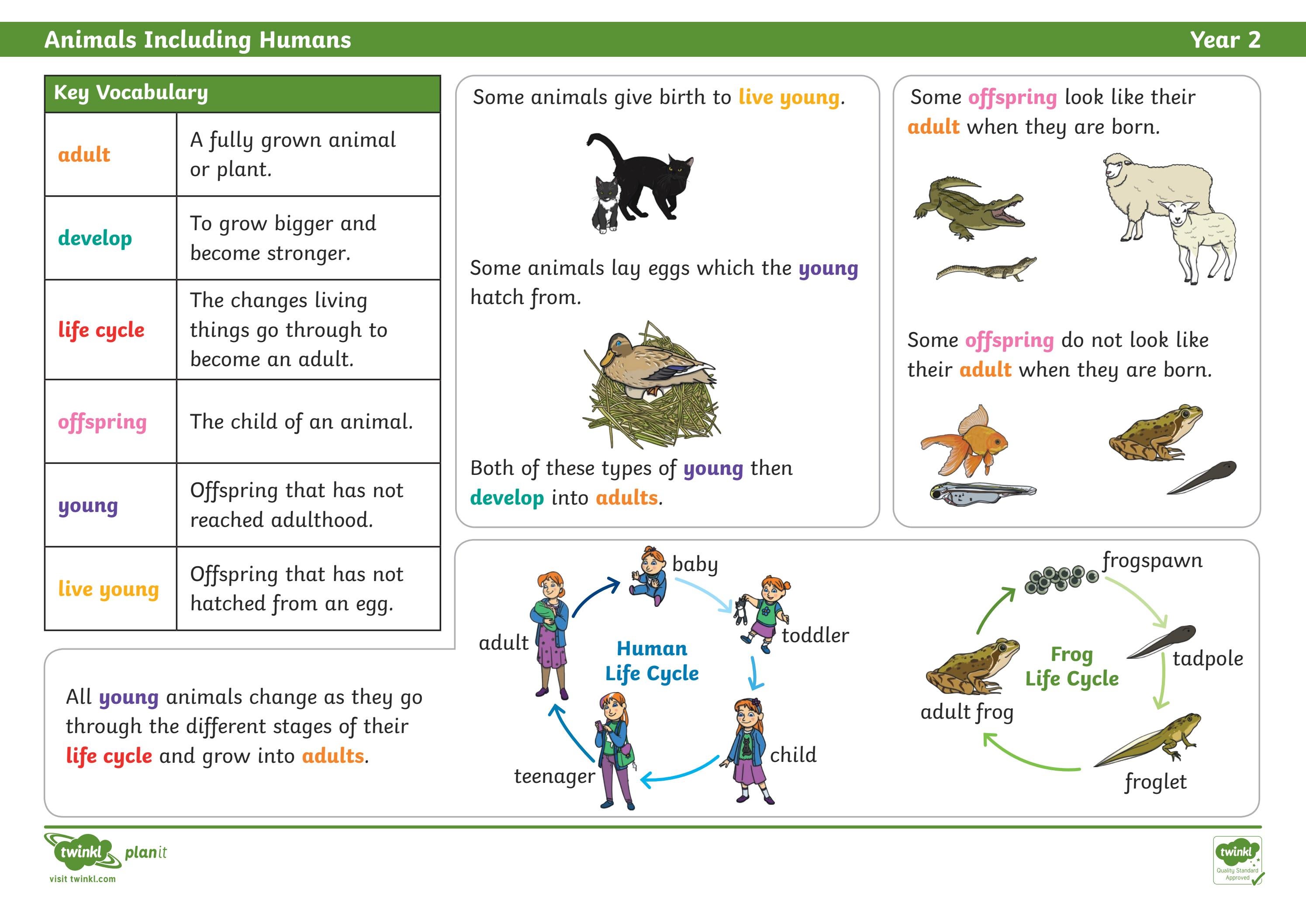 Animals Including Humans Knowledge organiser by Schudio - Issuu