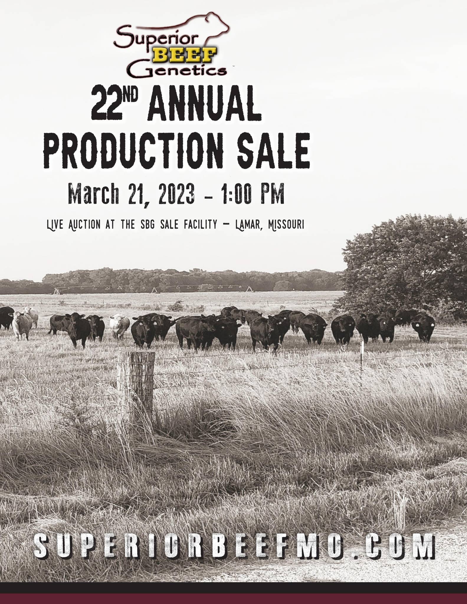 Superior Beef Genetics - 2023 Spring Sale Catalog by LivestockDirect ...