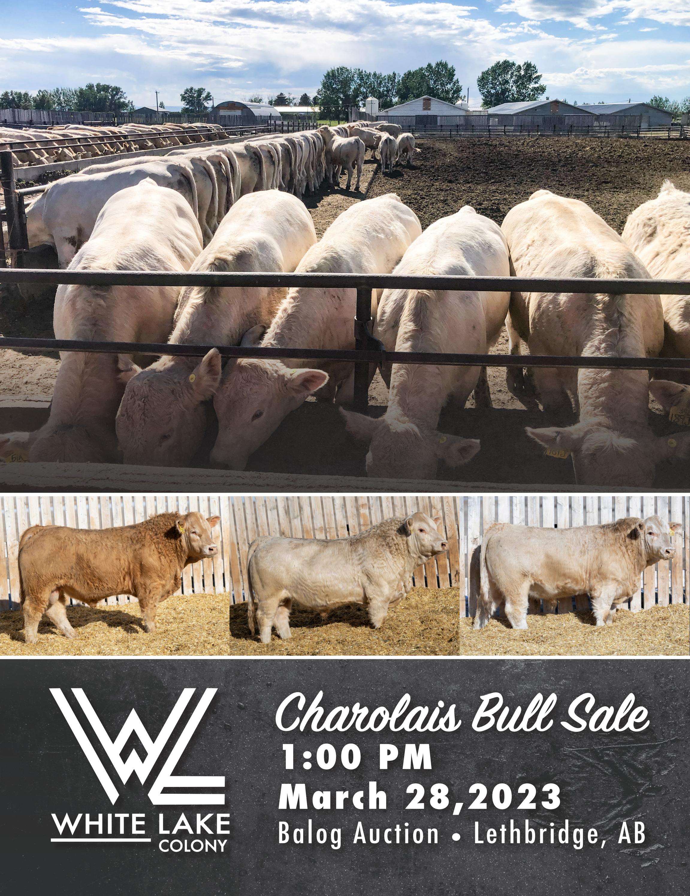 2023 White Lake Colony Annual Bull Sale by McLeod Ag Marketing & Design - Issuu