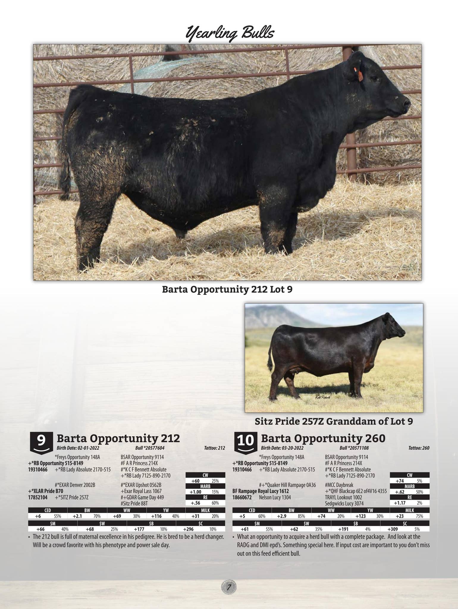 2023 Barta Farms LLC by SCI - Stephanie Cronin, INC - Issuu