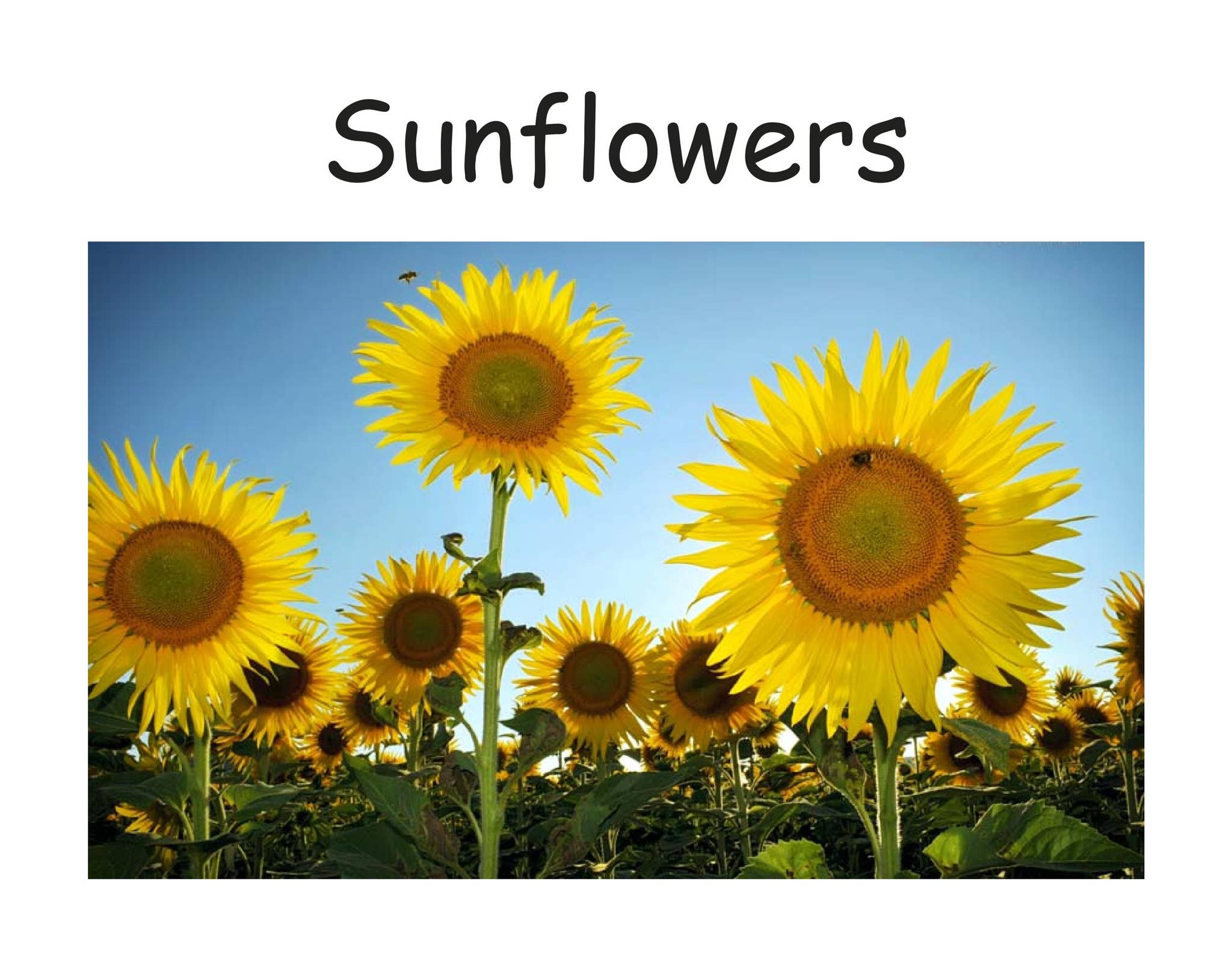 Sunflowers by STEMTaught - Issuu
