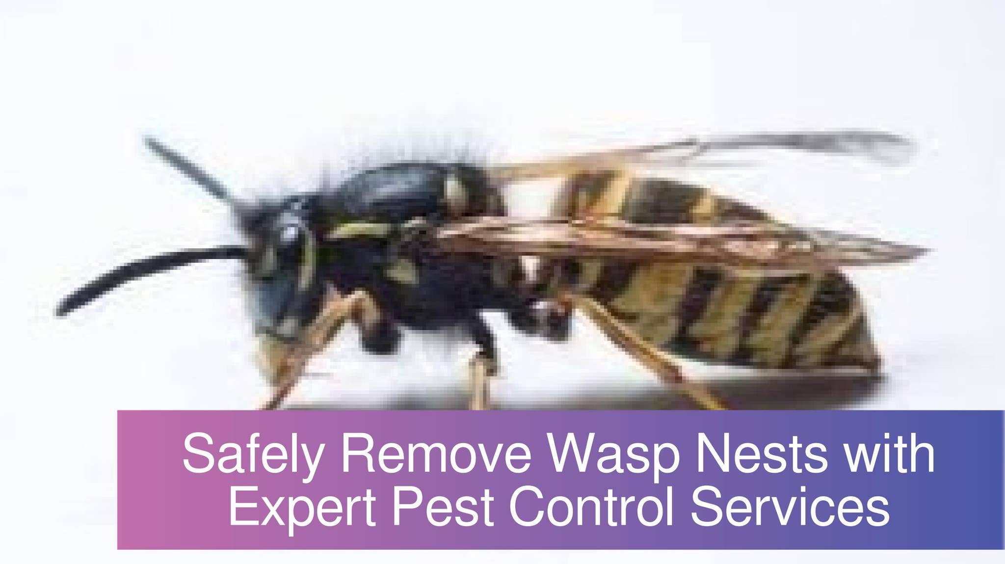 Bye Bye Wasps: Get Rid of Nests the Safe Way with Pest Control ...