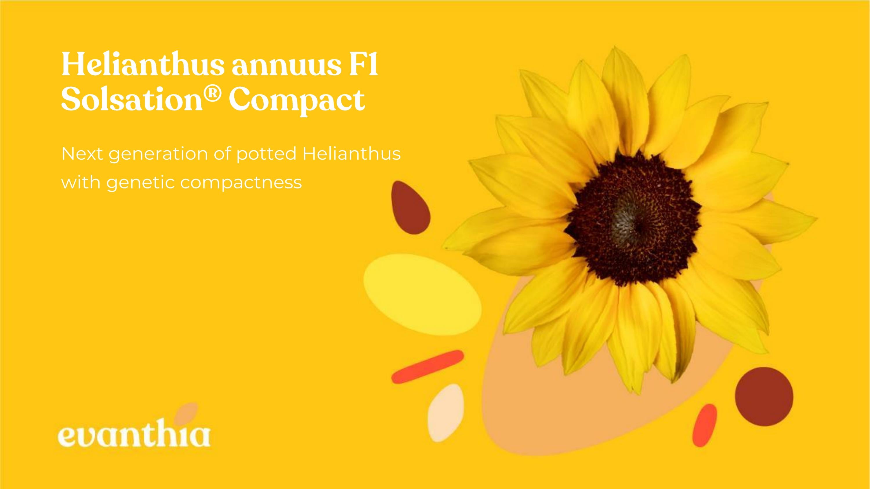 Next generation of potted Helianthus Solsation® Compact by Evanthia ...