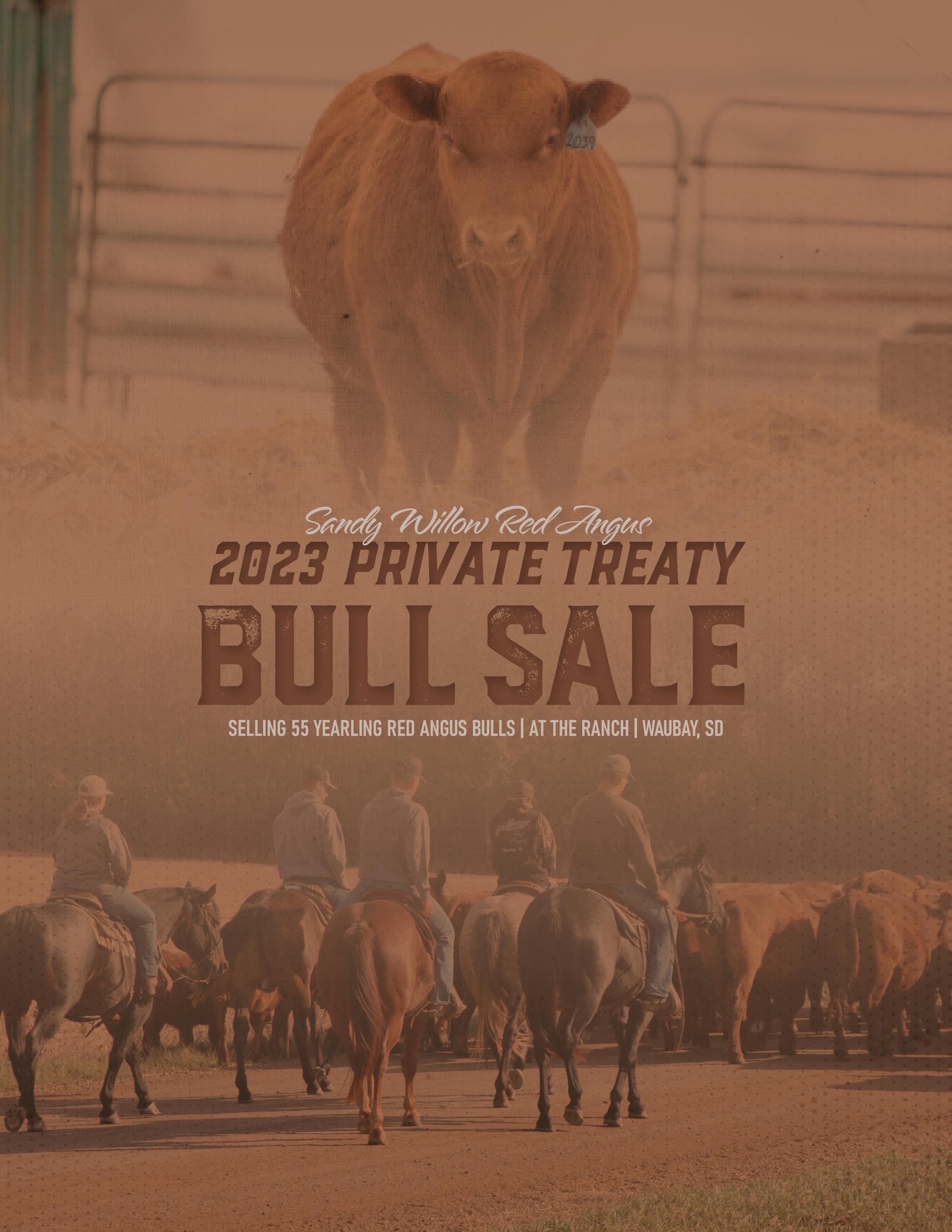 2023 Sandy Willow Red Angus Private Treaty Bull Sale by Addison K ...