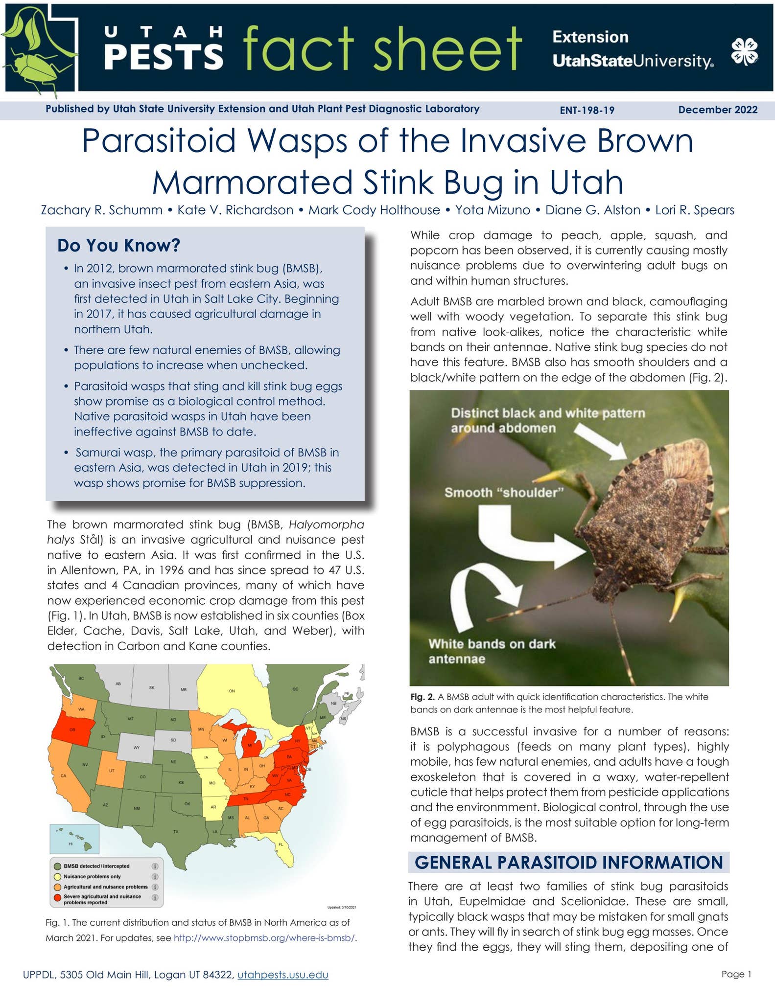 Parasitoid Wasps of the Invasive Brown Marmorated Stink Bug in Utah by ...
