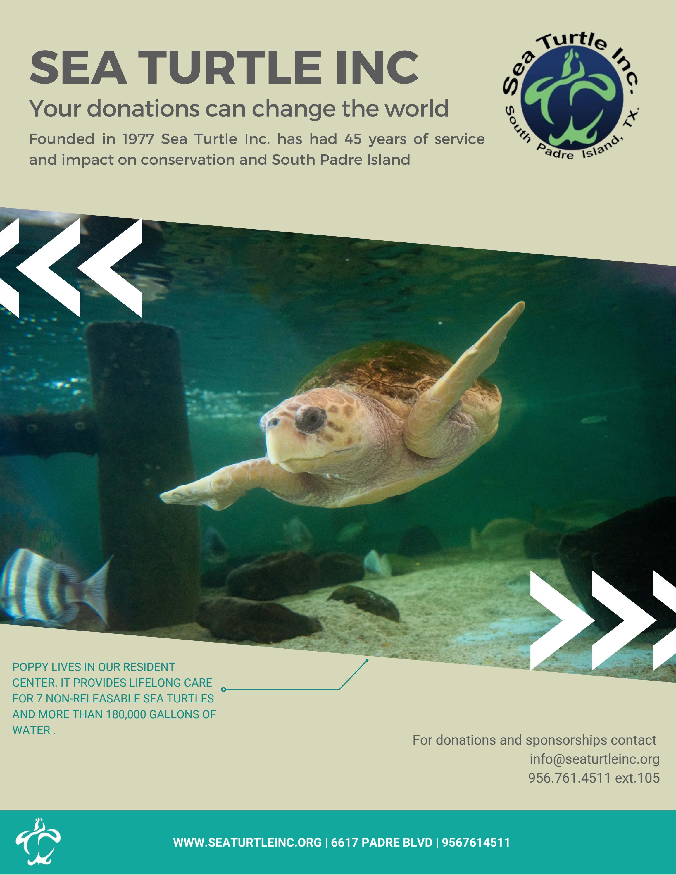 Sea Turtle Inc Engagement by Sea Turtle Inc. - Issuu