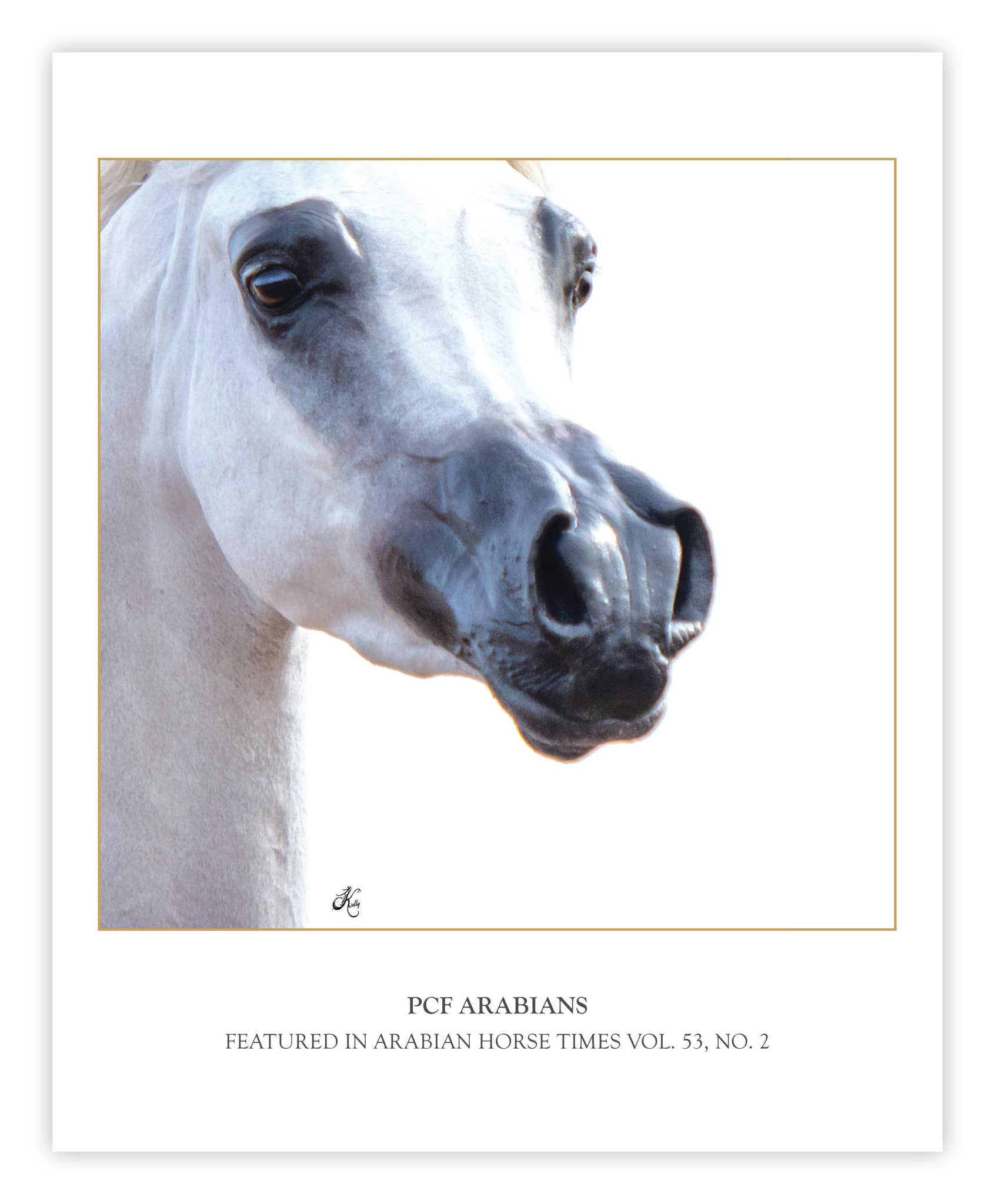 PCF Arabians - Featured In AHT Vol.53, No.2 by Arabian Horse Times - Issuu
