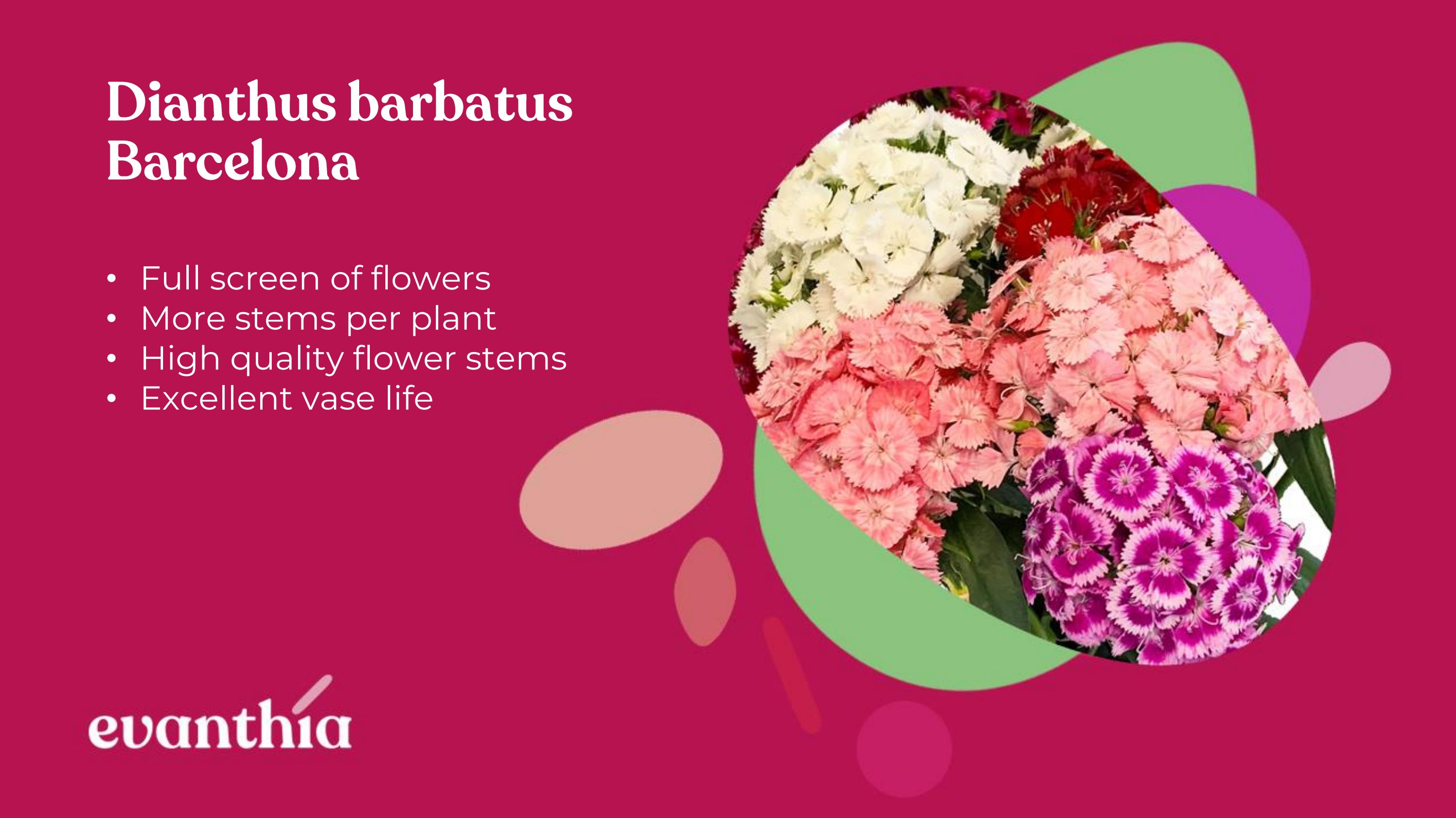 Discover the Dianthus at Evanthia by Evanthia Seeds & Plants - Issuu