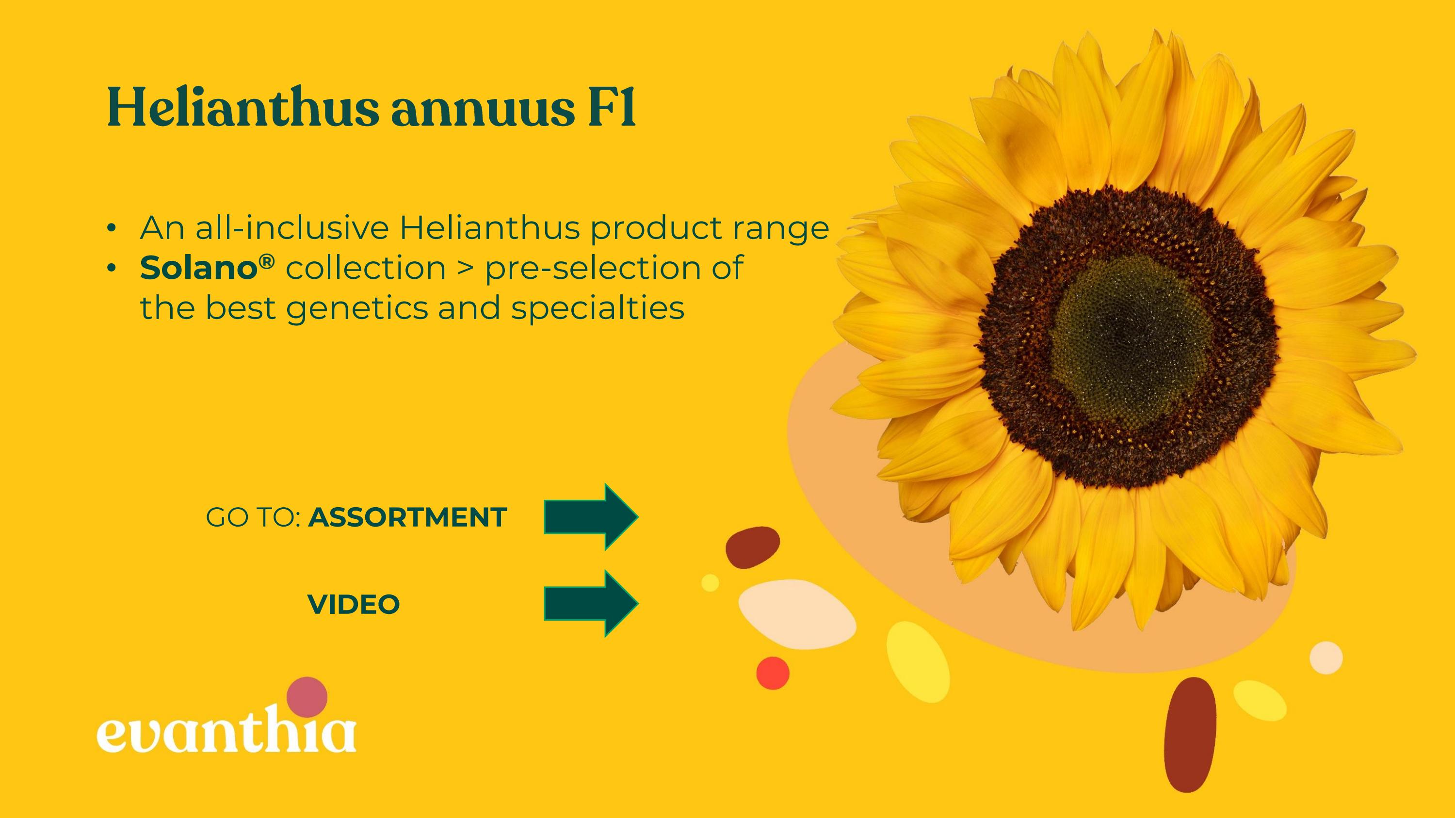 Helianthus annuus F1 Solano® from Evanthia by Evanthia Seeds & Plants - Issuu