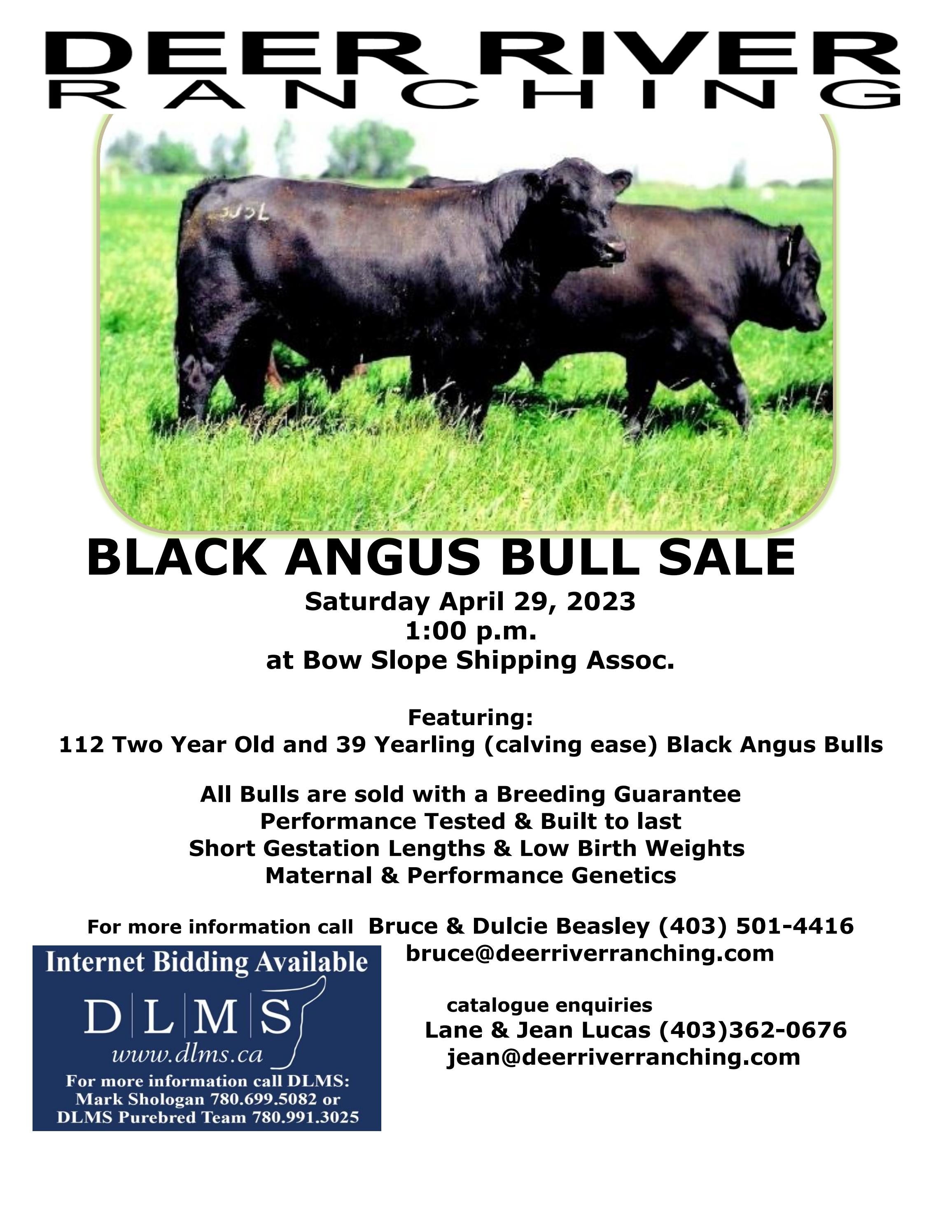 Deer River Ranching Black Angus Bull Sale - Brooks, AB by DLMS ...