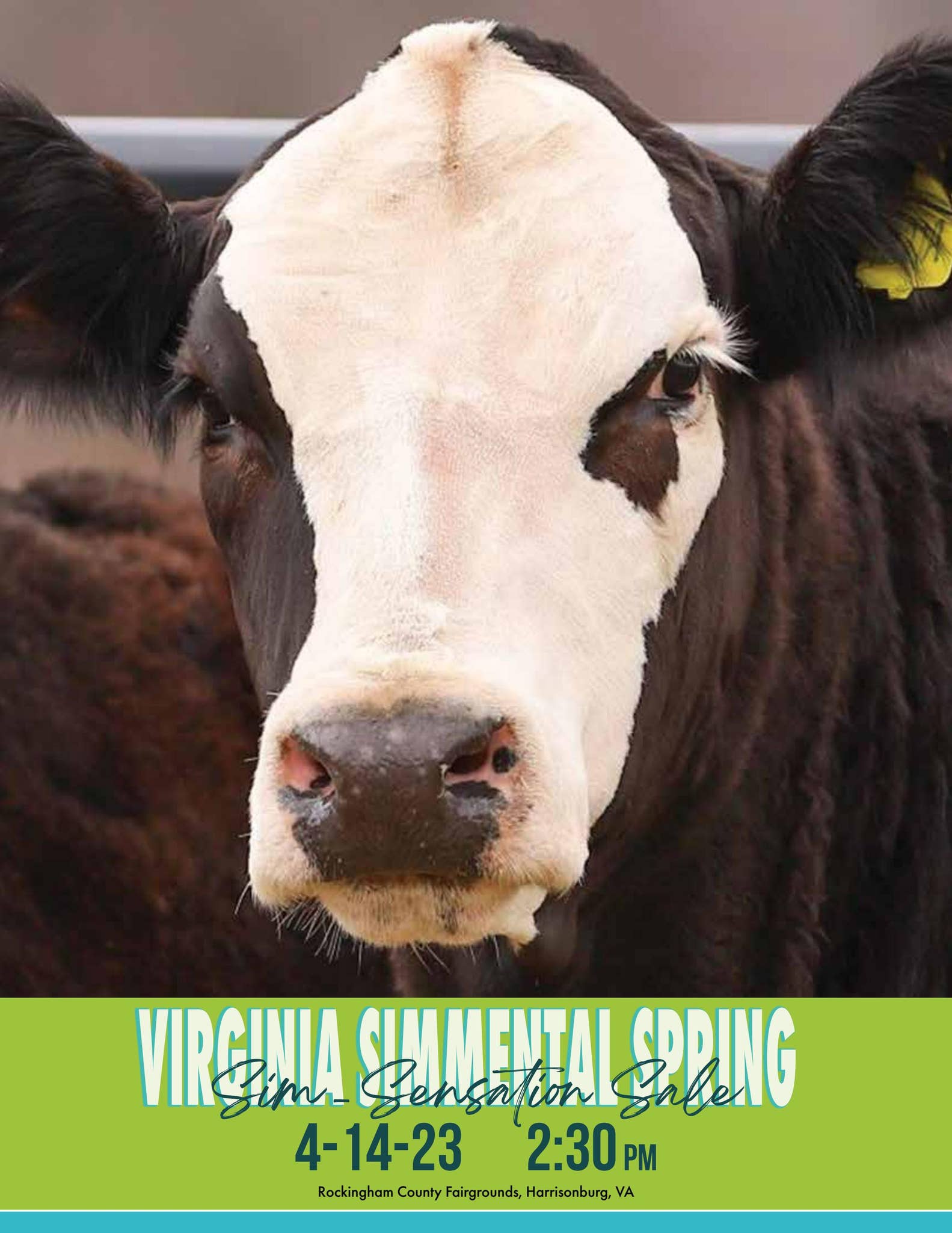 Virginia Simmental Spring Sim-Sensation Sale 2023 by Barbour Marketing ...