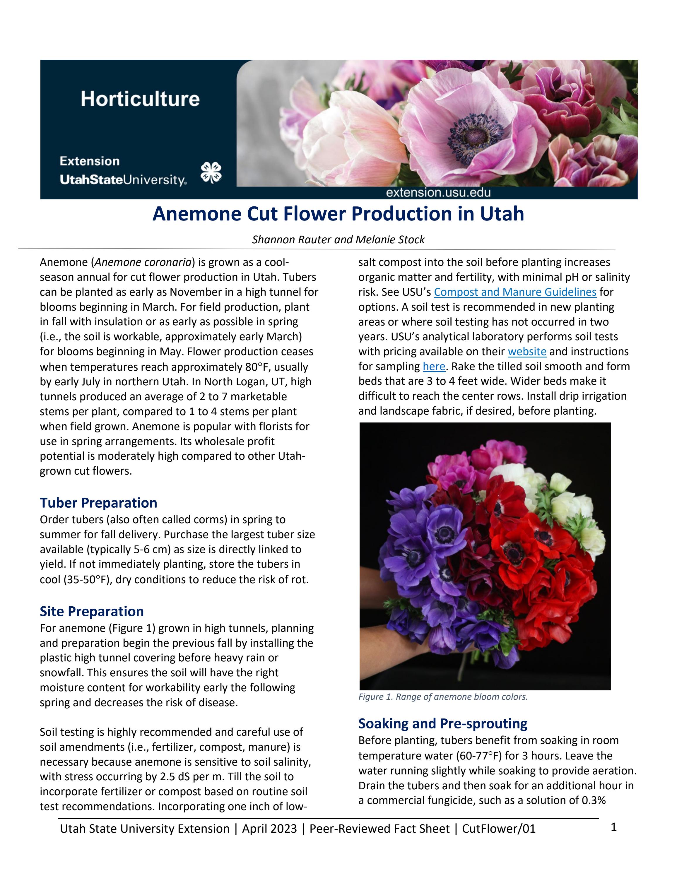 Anemone Cut Flower Production in Utah by Utah State University ...