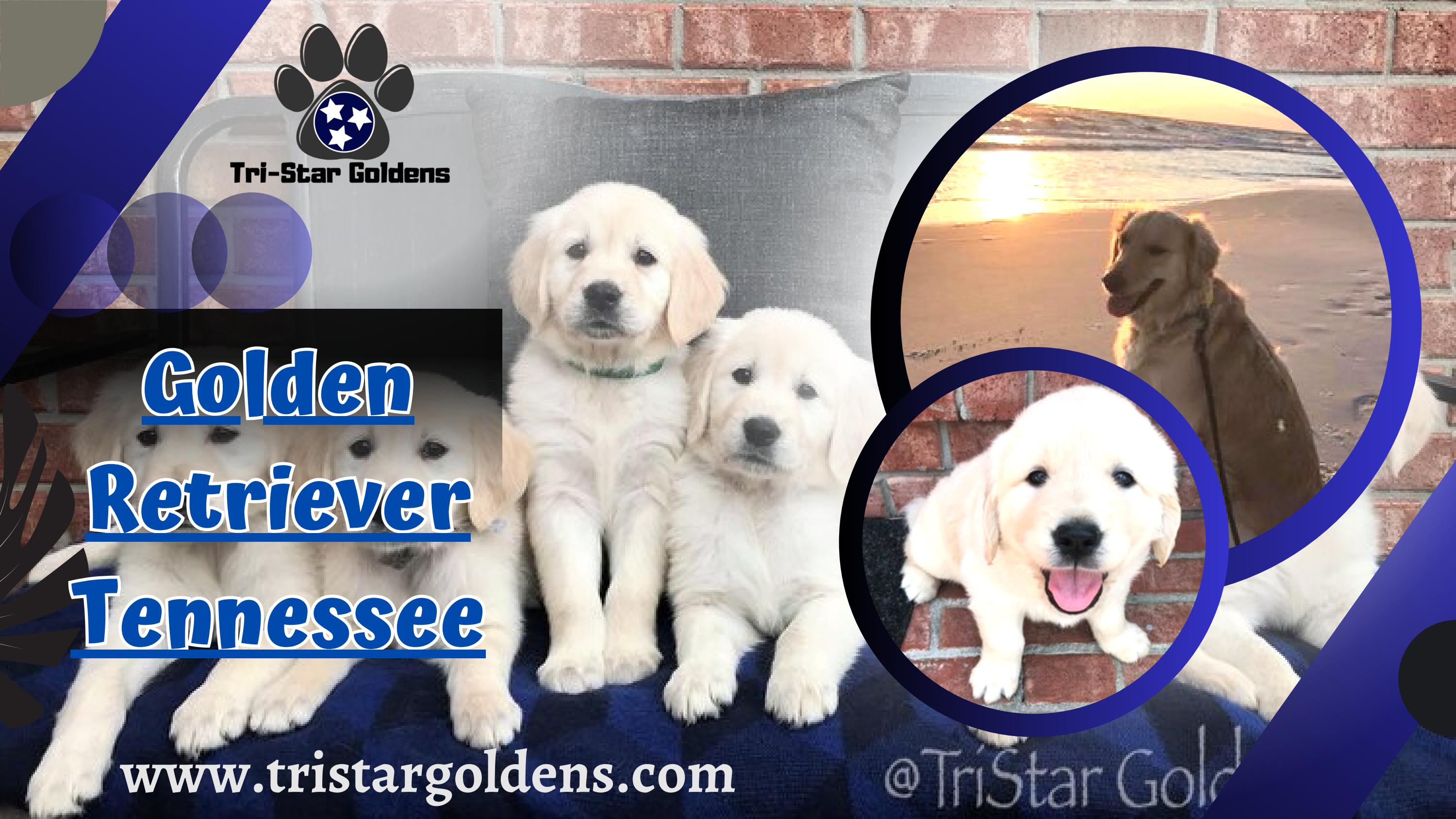 Get your loving Companions: Golden Retriever Tennessee by Tristar ...
