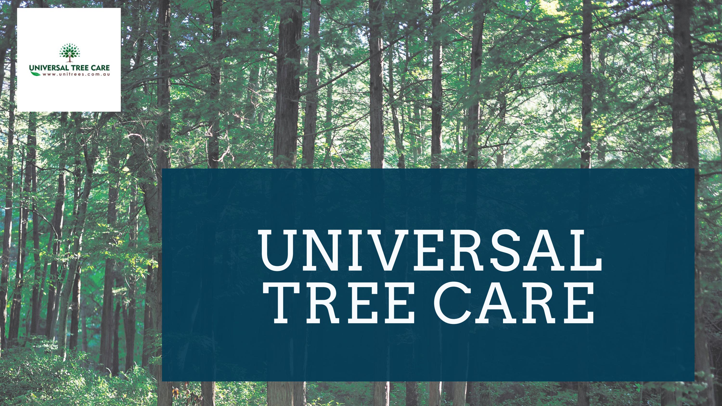 Are looking for professional tree care services in Sydney by Universal ...