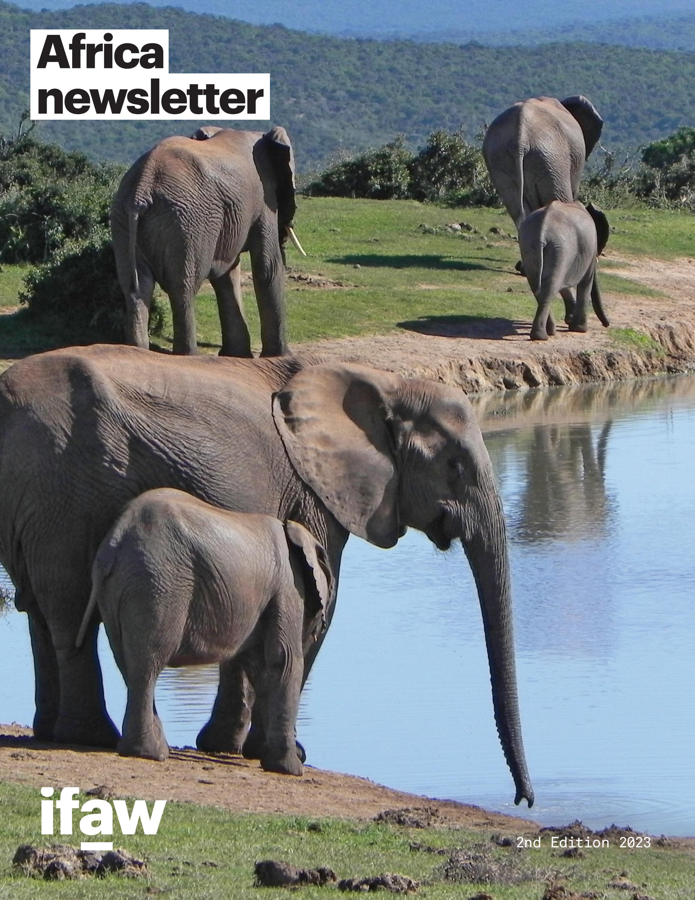 IFAW Africa newsletter, 2nd Edition 2023 by ifaw.donors - Issuu