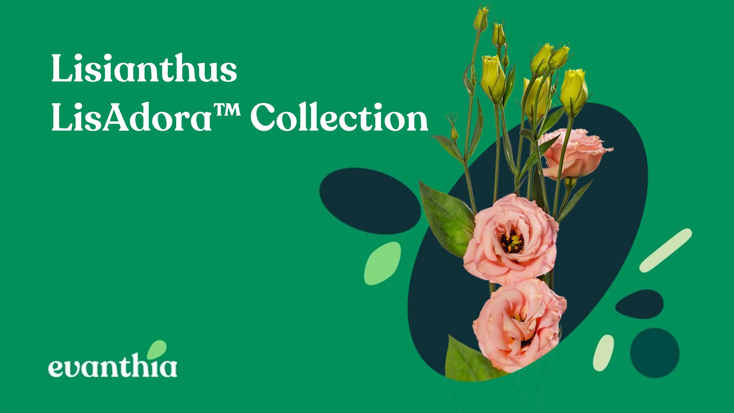 Lisianthus LisAdora™ Collection by Evanthia Seeds & Plants - Issuu