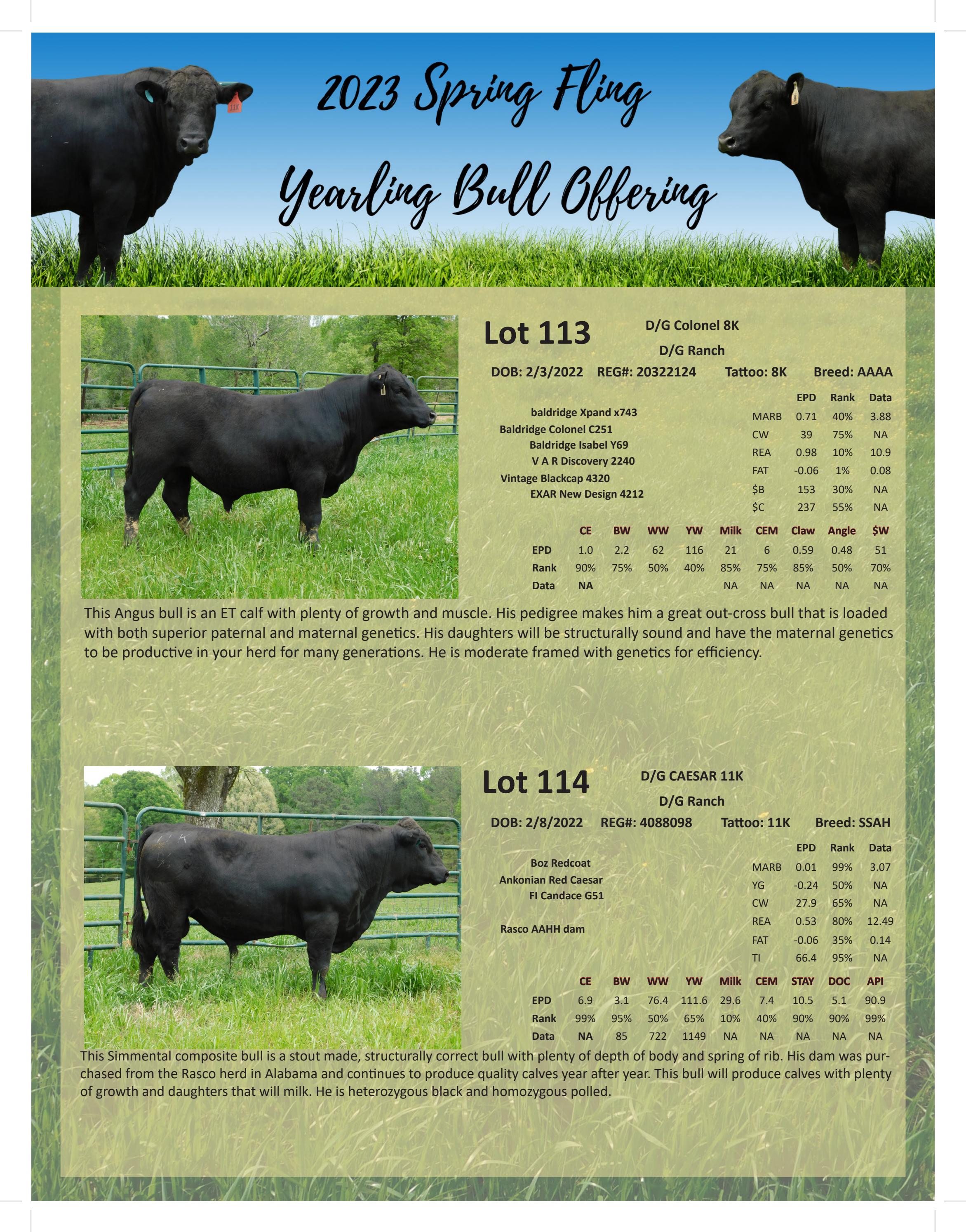 2023 Spring Fling Bull Offering by blackbeltcattlemarketing - Issuu