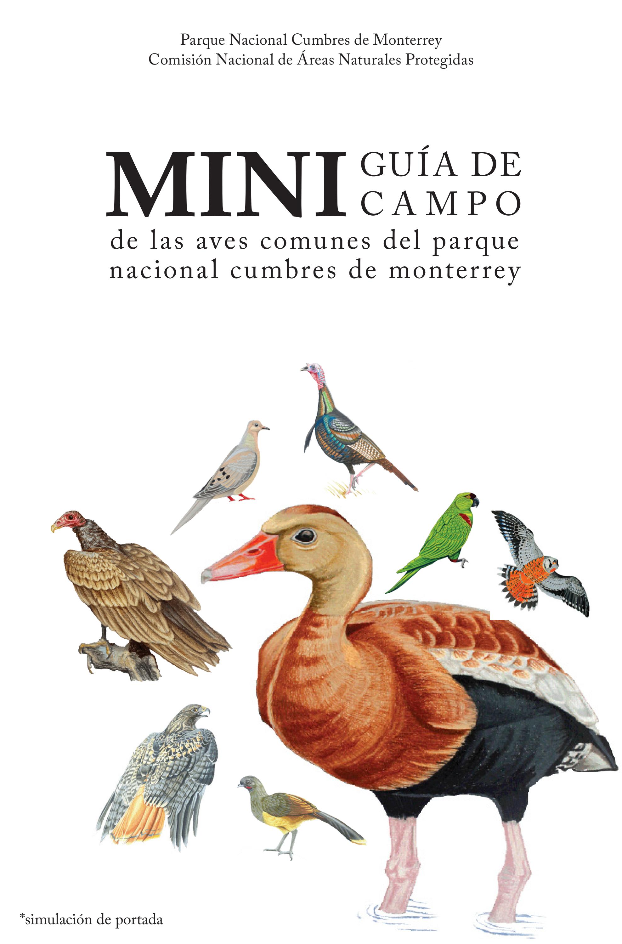 Mini guía de campo de las aves comunes del Parque Nacional Cumbres de Monterrey by Daisy Góngora ...