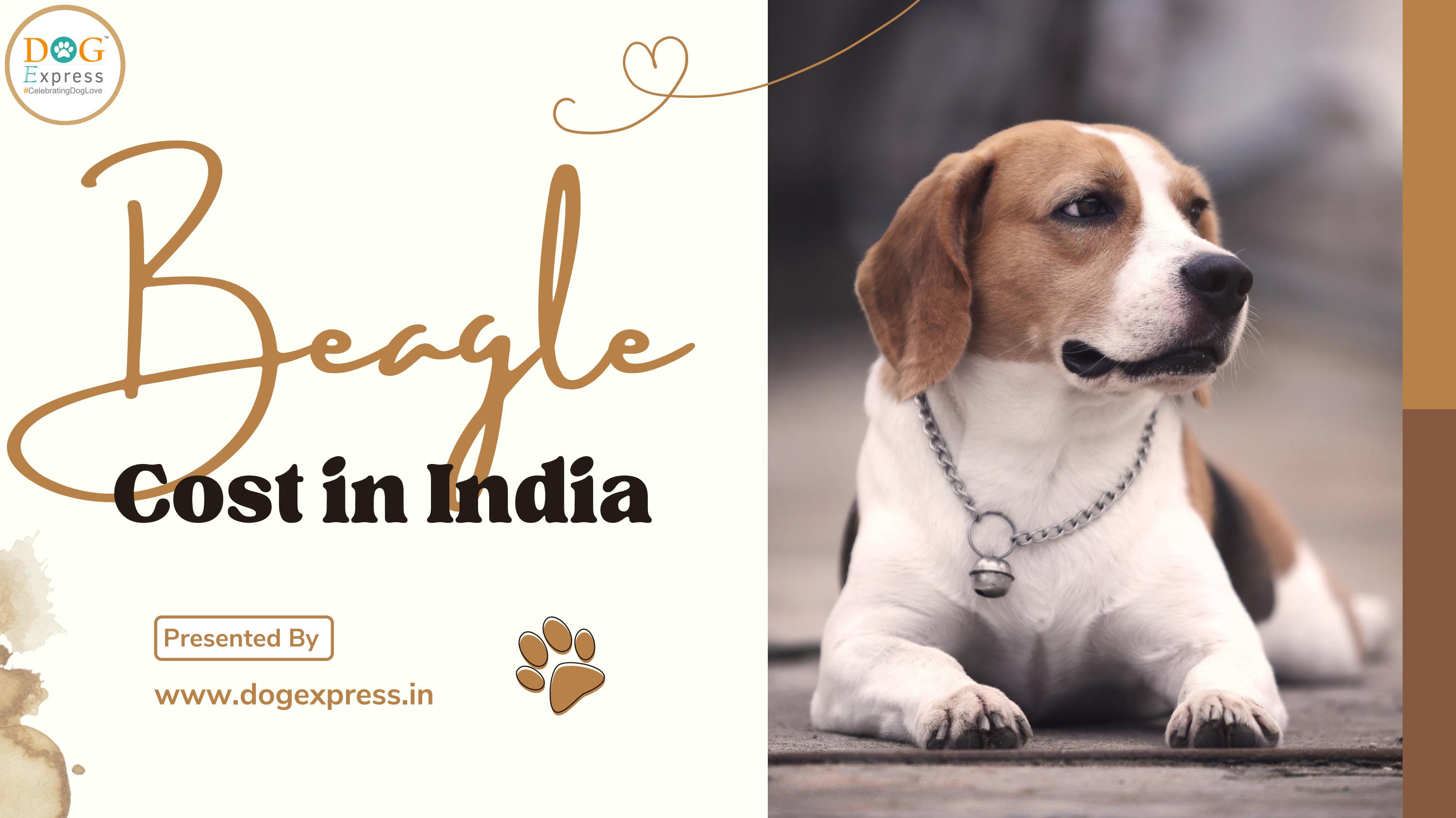Beagle Cost In India by DogExpress - Issuu