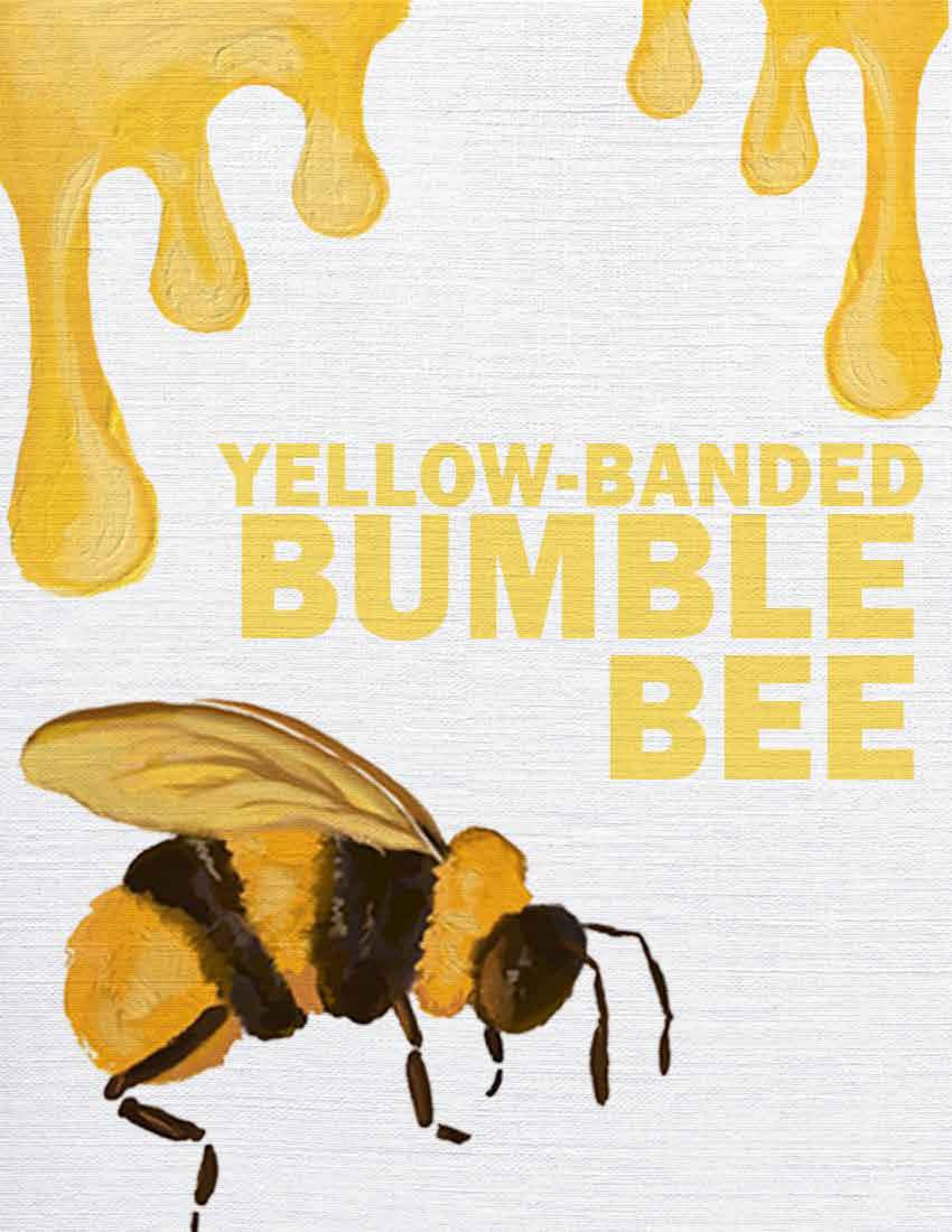 Yellow-Banded Bumble Bee by Angie Barrios - Issuu