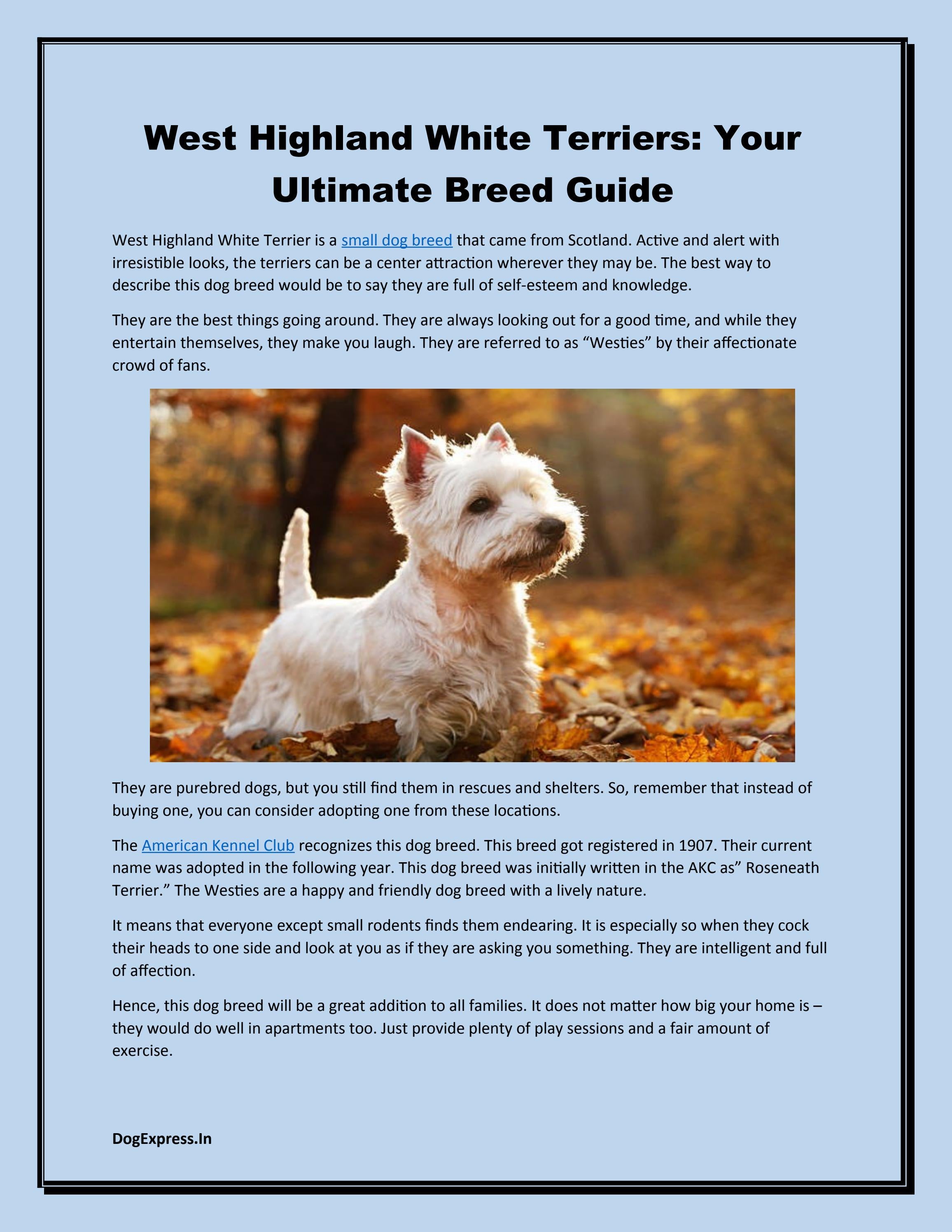 West Highland White Terriers: Your Ultimate Breed Guide by DogExpress ...
