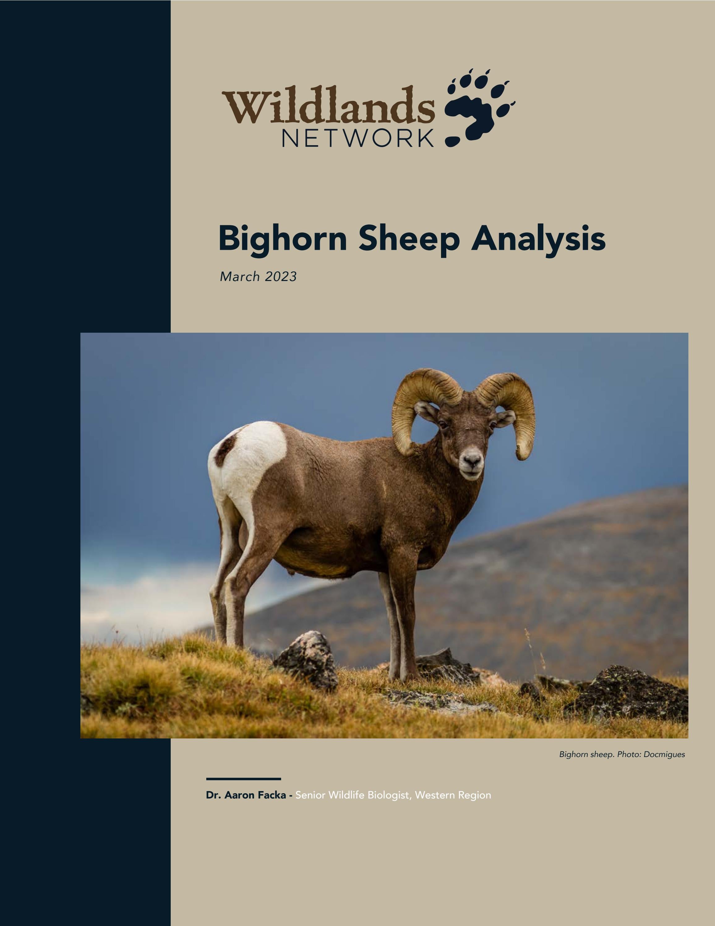 Bighorn Sheep Analysis by Wildlands Network - Issuu