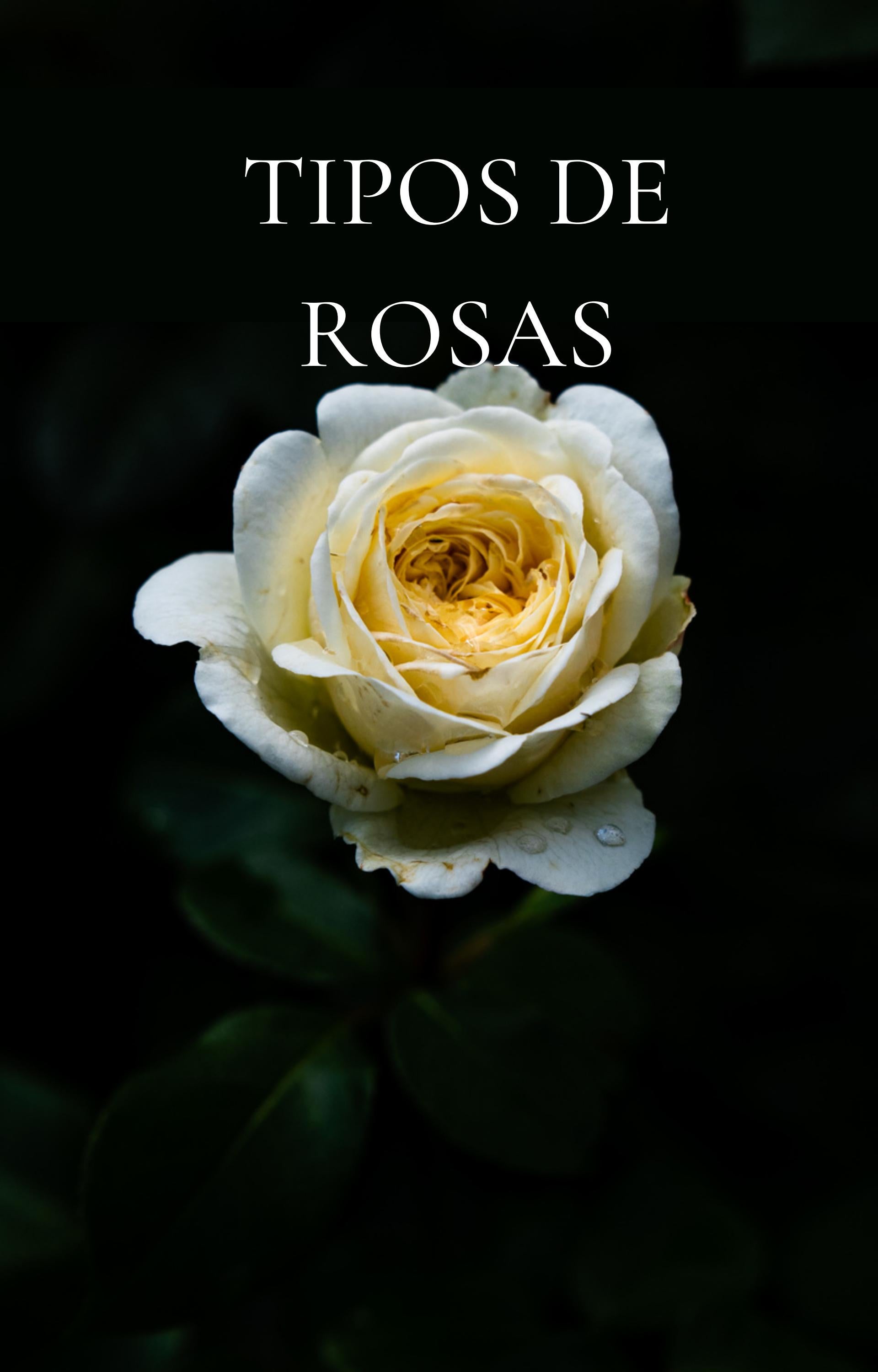TIPOS DE ROSAS by ines quispe jayo - Issuu