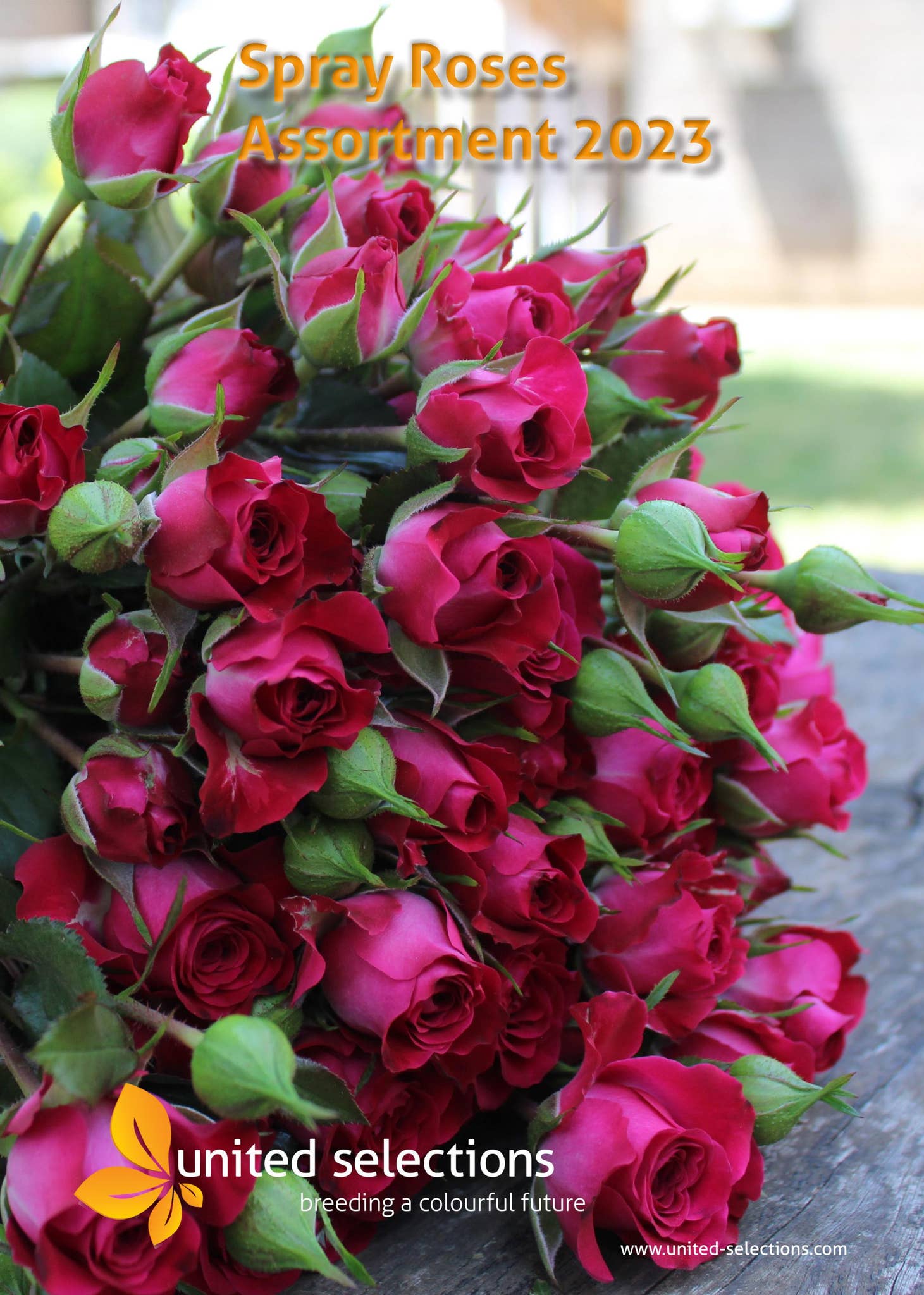 Blossoms Spray Roses-Brochure by Jelle Posthumus - Issuu