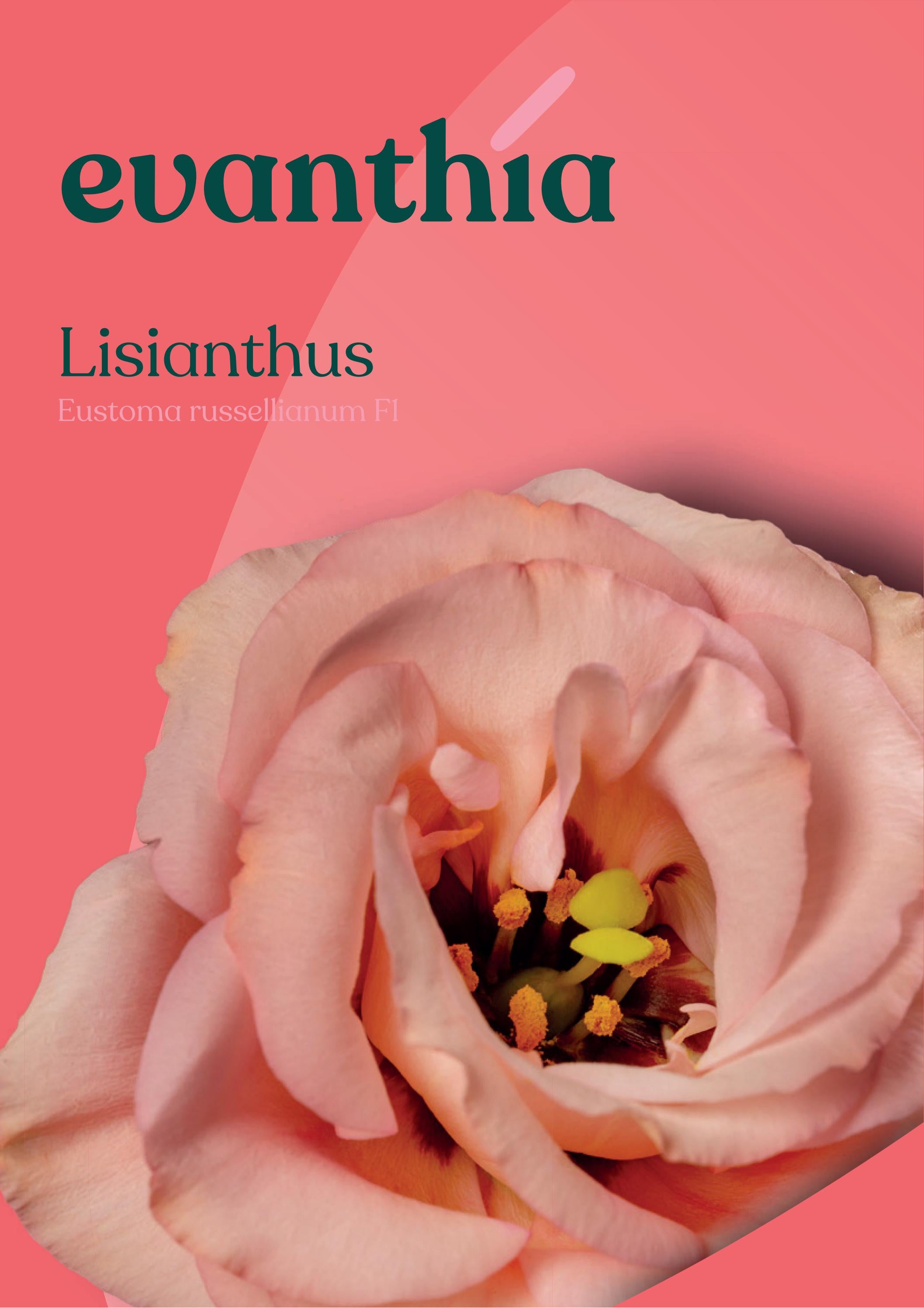 Lisianthus leaflet Evanthia by Evanthia Seeds & Plants - Issuu