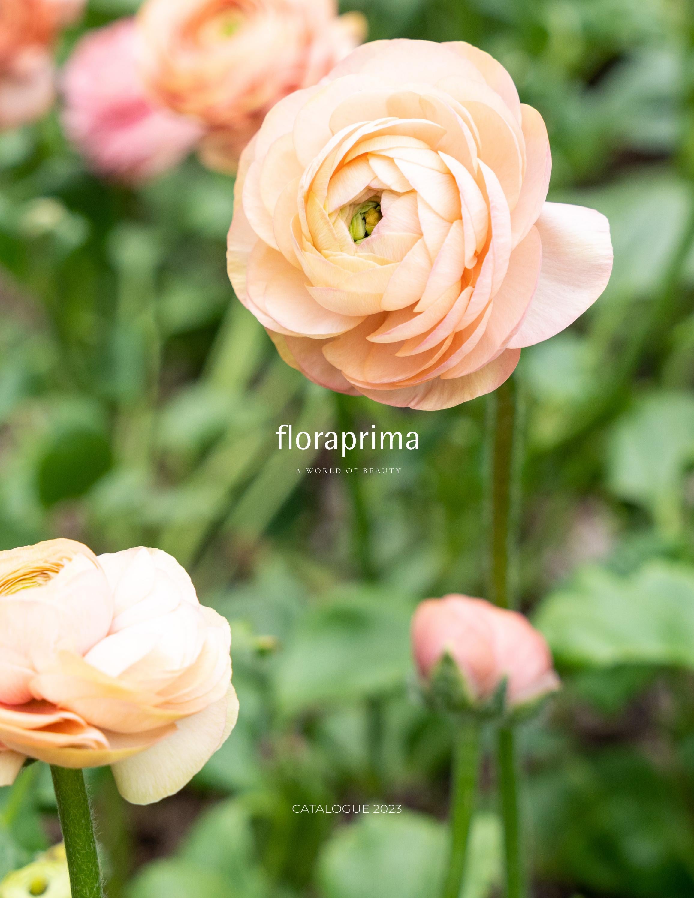 Floraprima Catalog - 2023 by Rosaprimamkt - Issuu