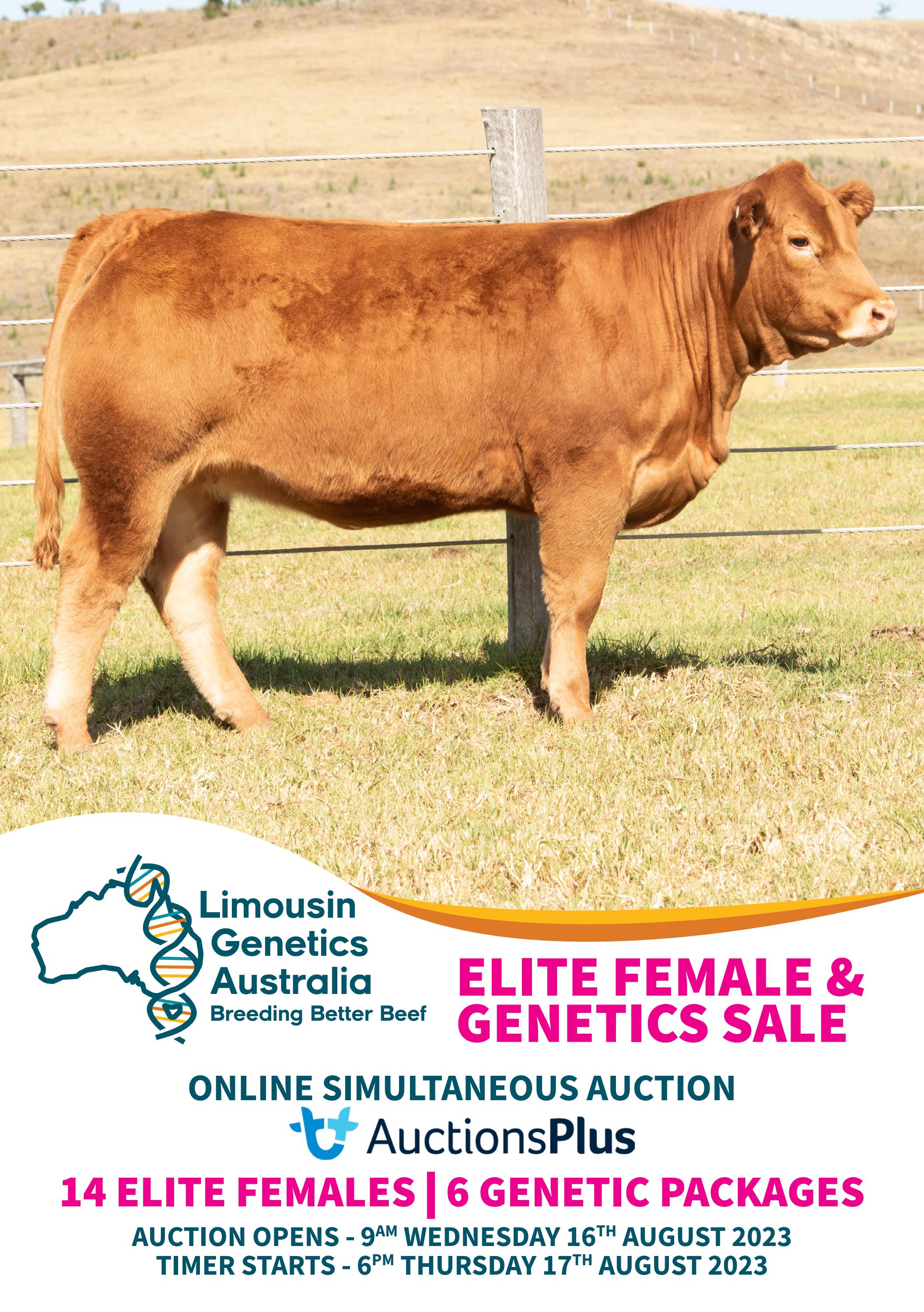 Limousin Genetics Australia 2023 Elite Female & Genetics Sale Catalogue ...