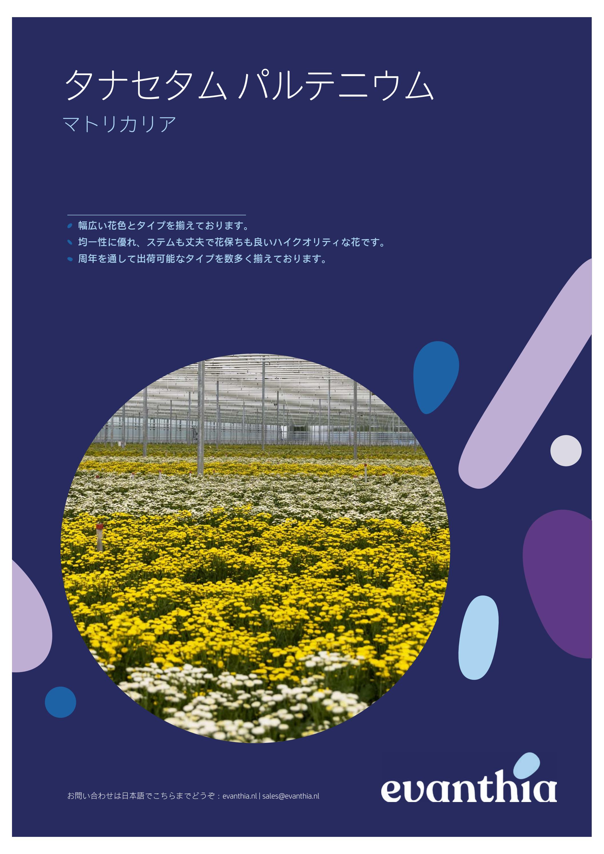 Tanacetum Cultivation Manual JP by Evanthia Seeds & Plants - Issuu