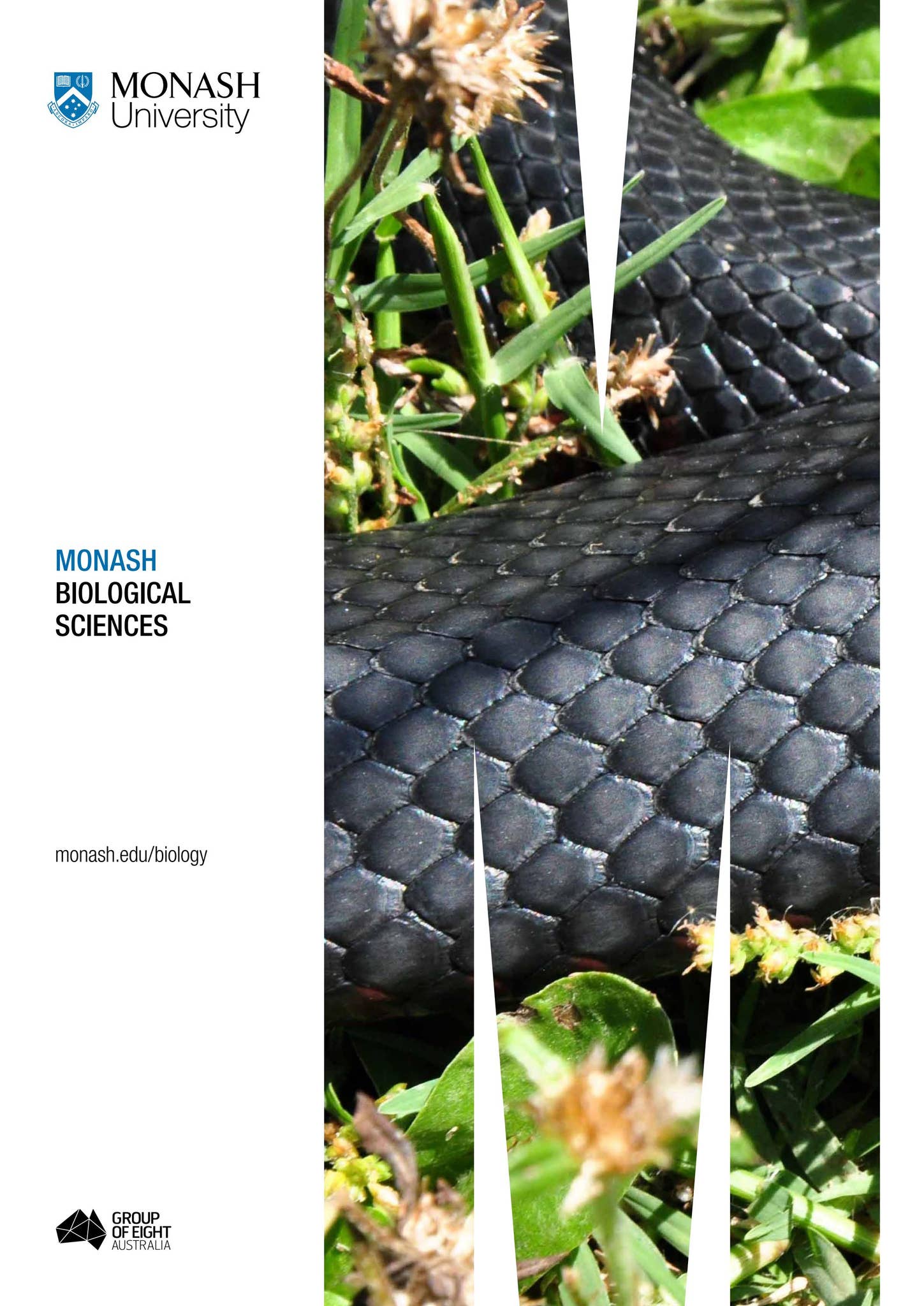 Monash Biological Sciences by Monash Faculty of Science - Issuu