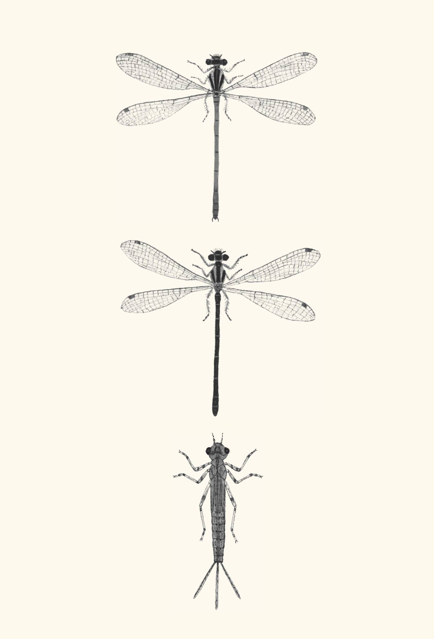 Te Papa Te Taiao Nature Series: Native Insects of Aotearoa by ...