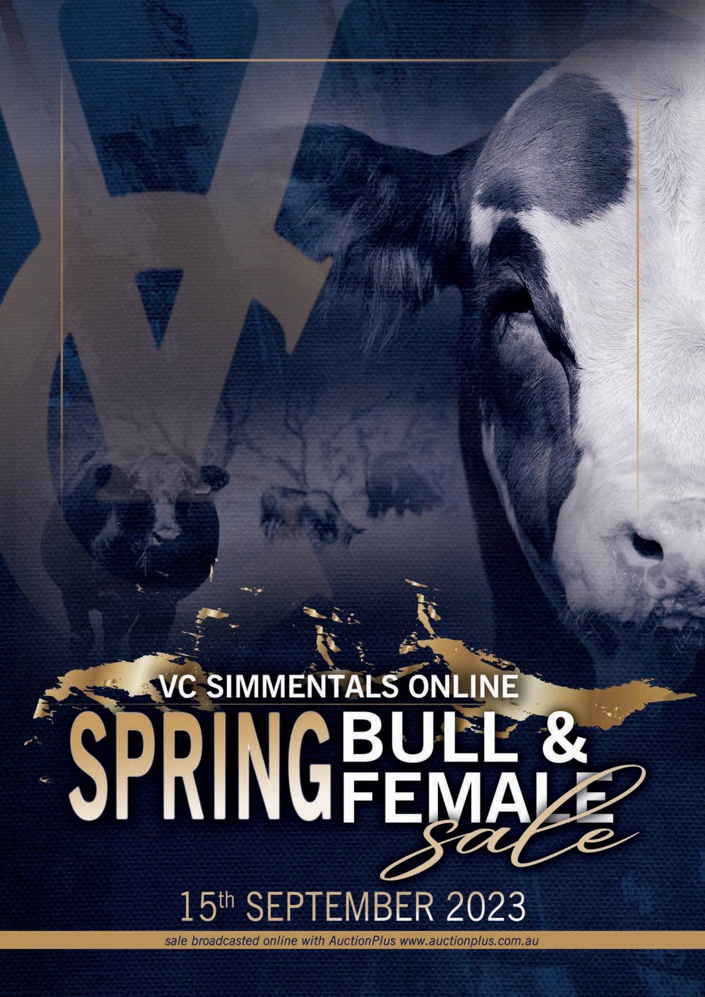 VC Simmentals Online Spring Bull & Female Sale by 14westcreations - Issuu