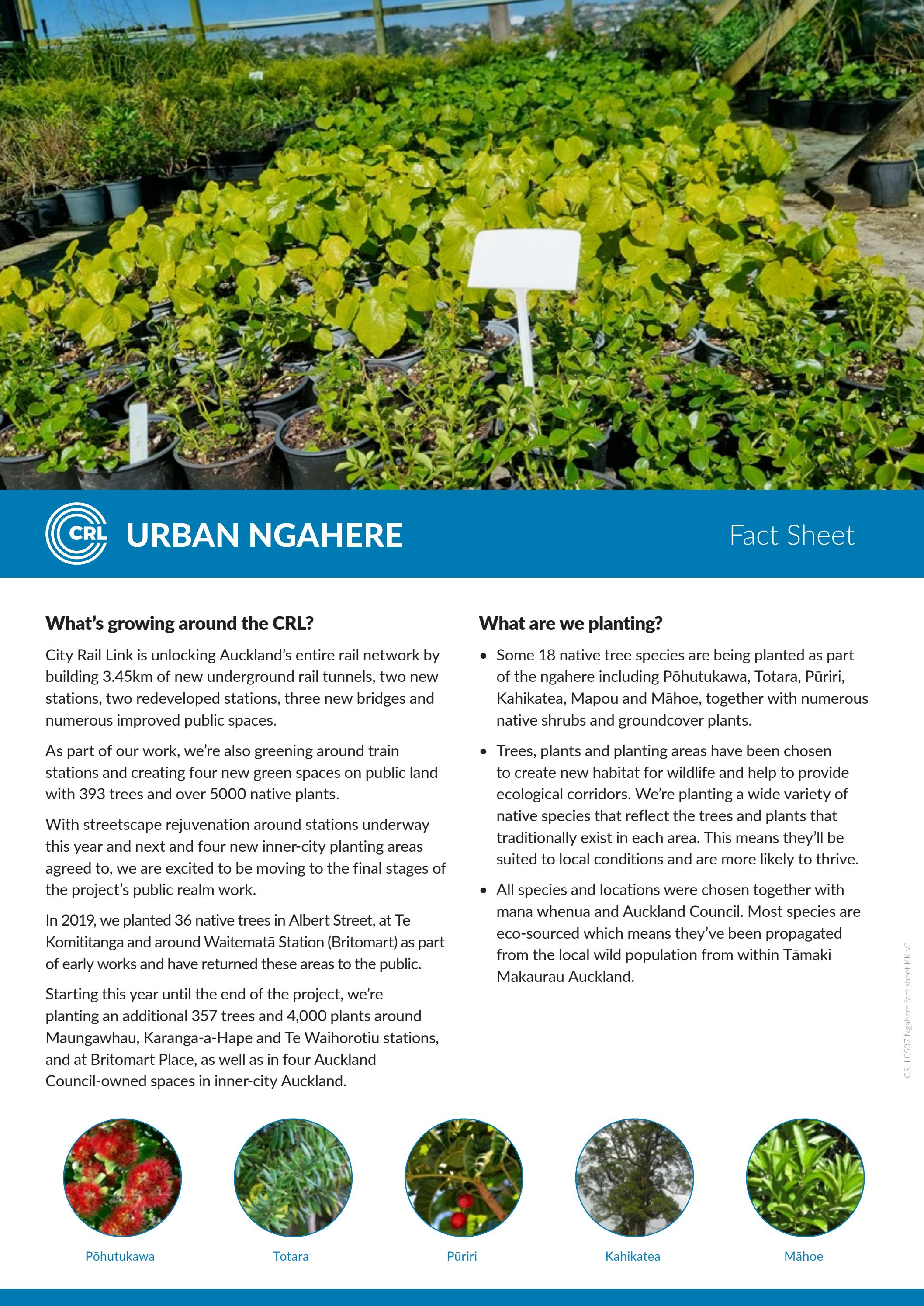 CRL tree fact sheet by City Rail Link Ltd - Issuu