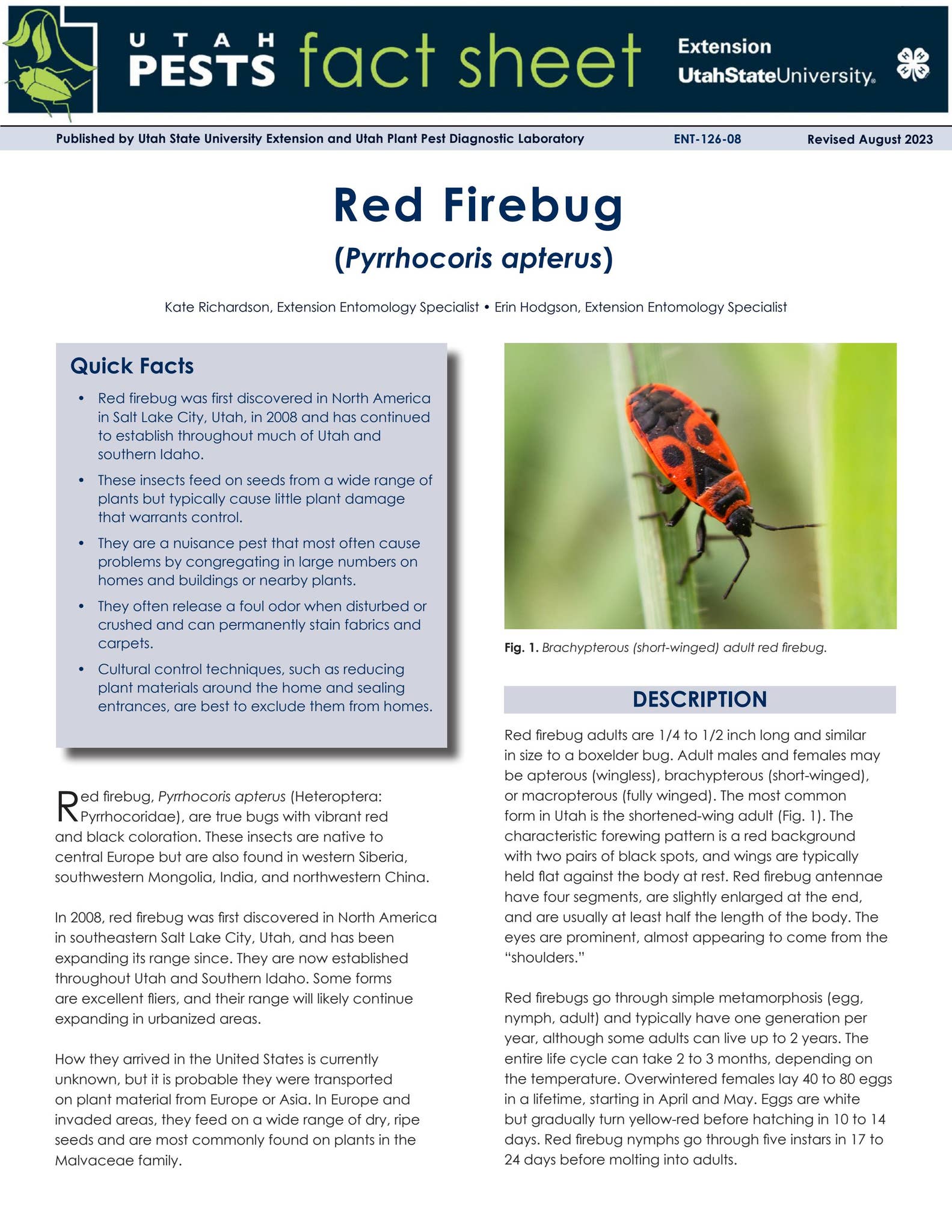 Red Firebug by Utah State University Extension - Issuu