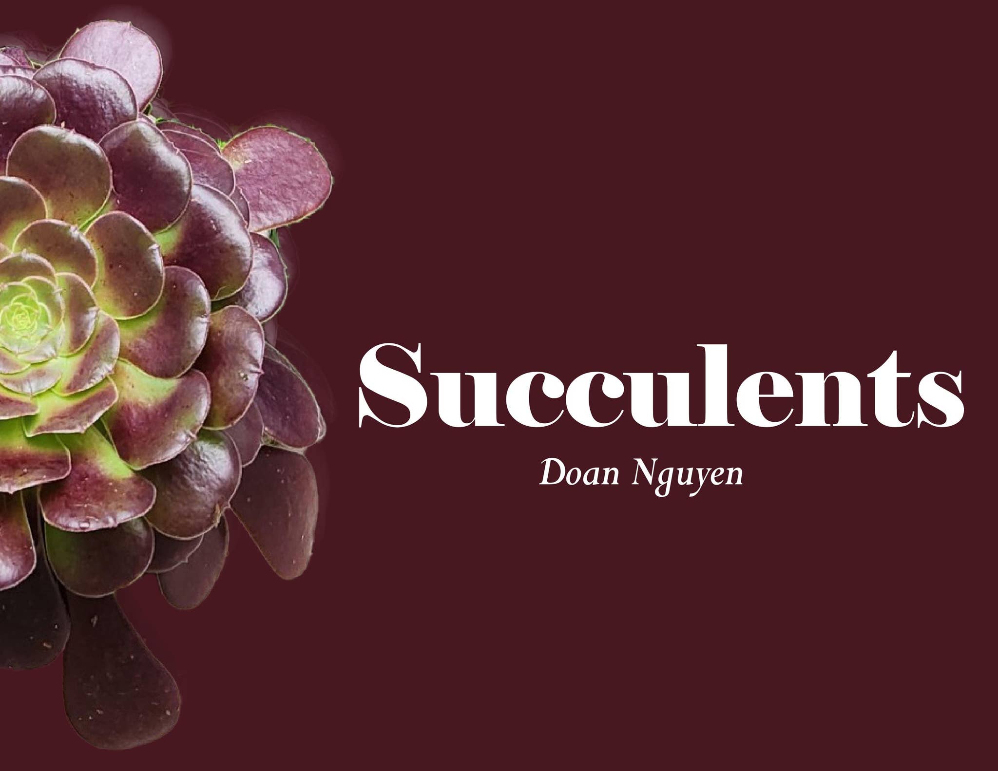 Succulent plants by doan.ng - Issuu