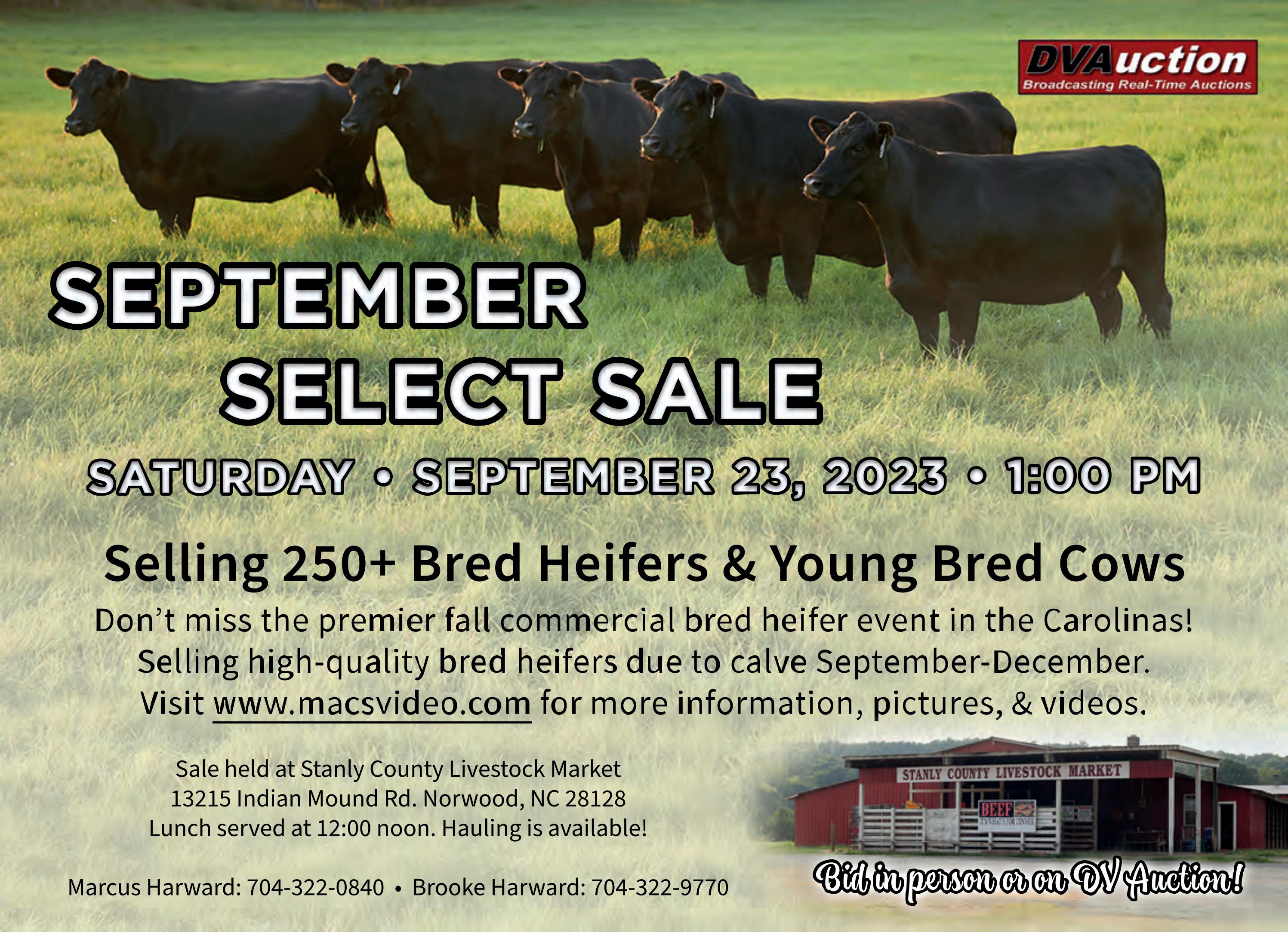 Mid-Atlantic Cattle Sales - 2023 September Select Sale Postcard by ...