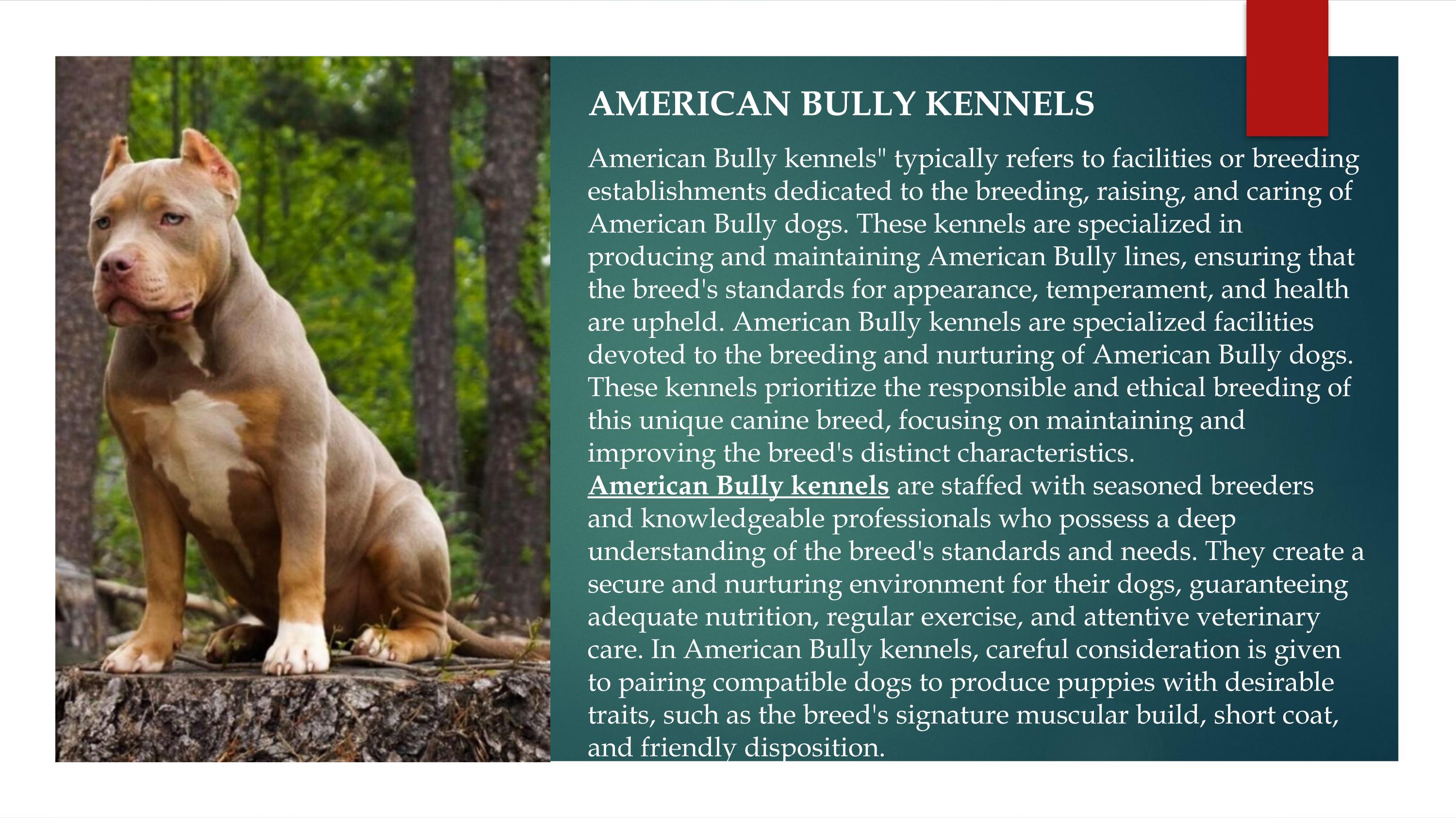 American bully kennels by Iron Den Kennels - Issuu