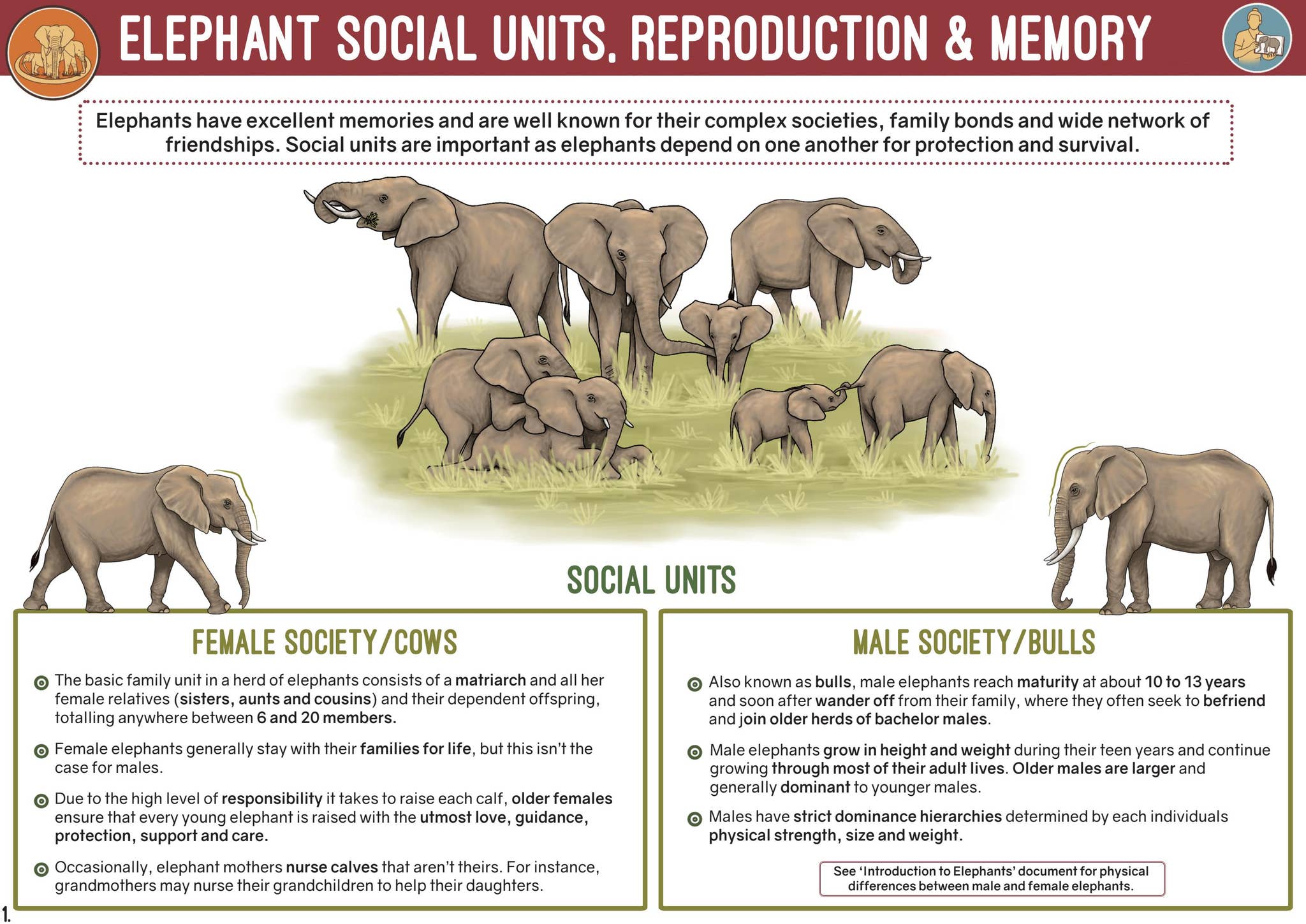 Elephants Social Units, Reproduction and Memory by Save The Elephants ...