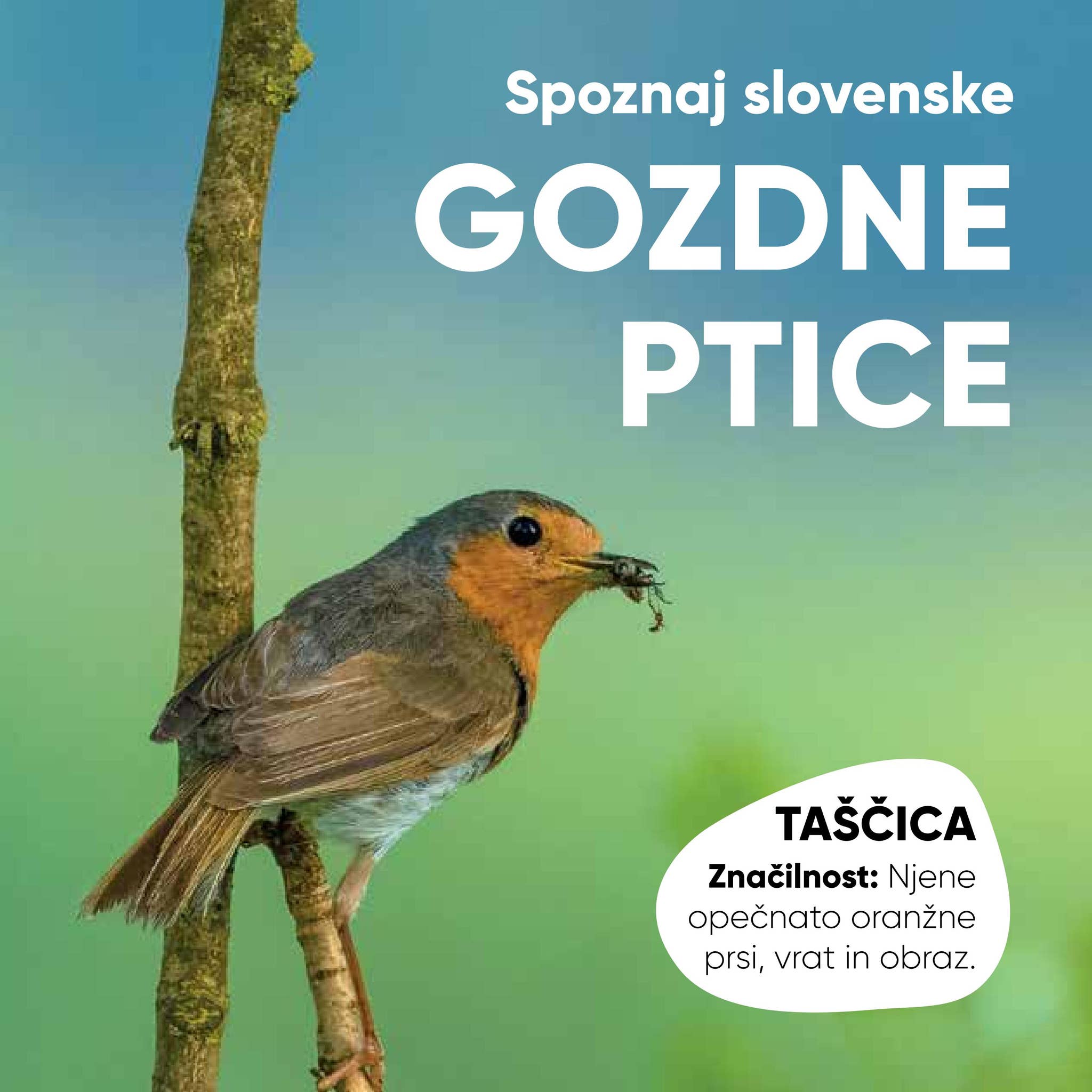 Spoznaj slovenske gozdne ptice by Zoran Vidrih - Issuu