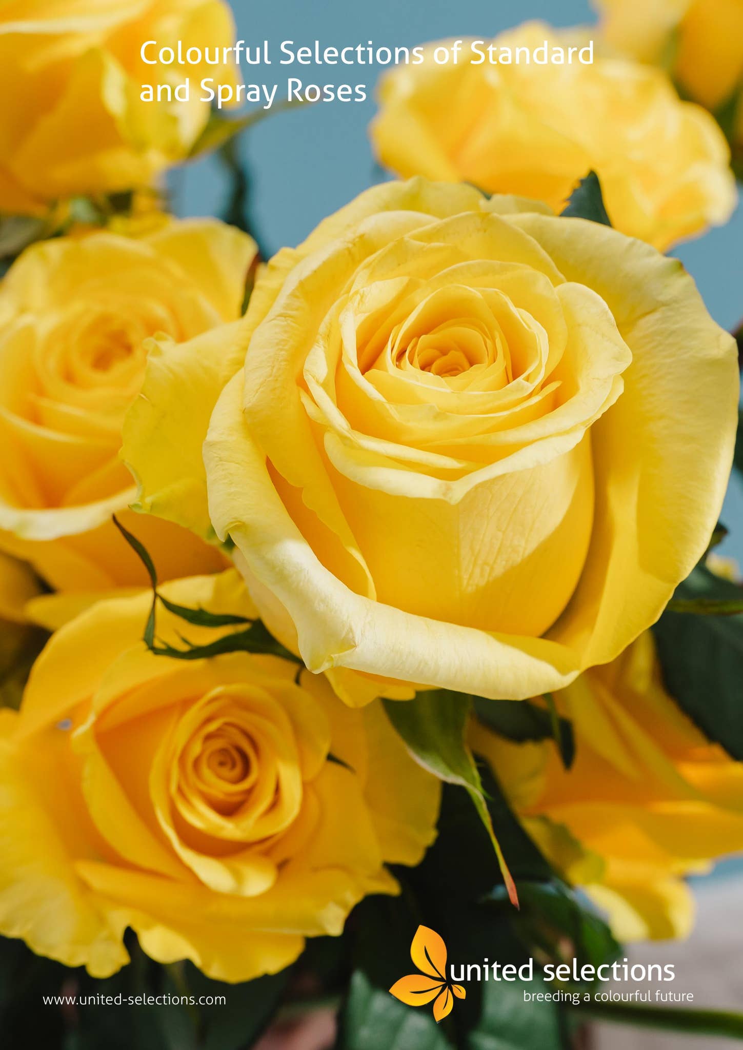 LATAM Colorful Brochure of Standard & Spray Roses by Jelle Posthumus ...