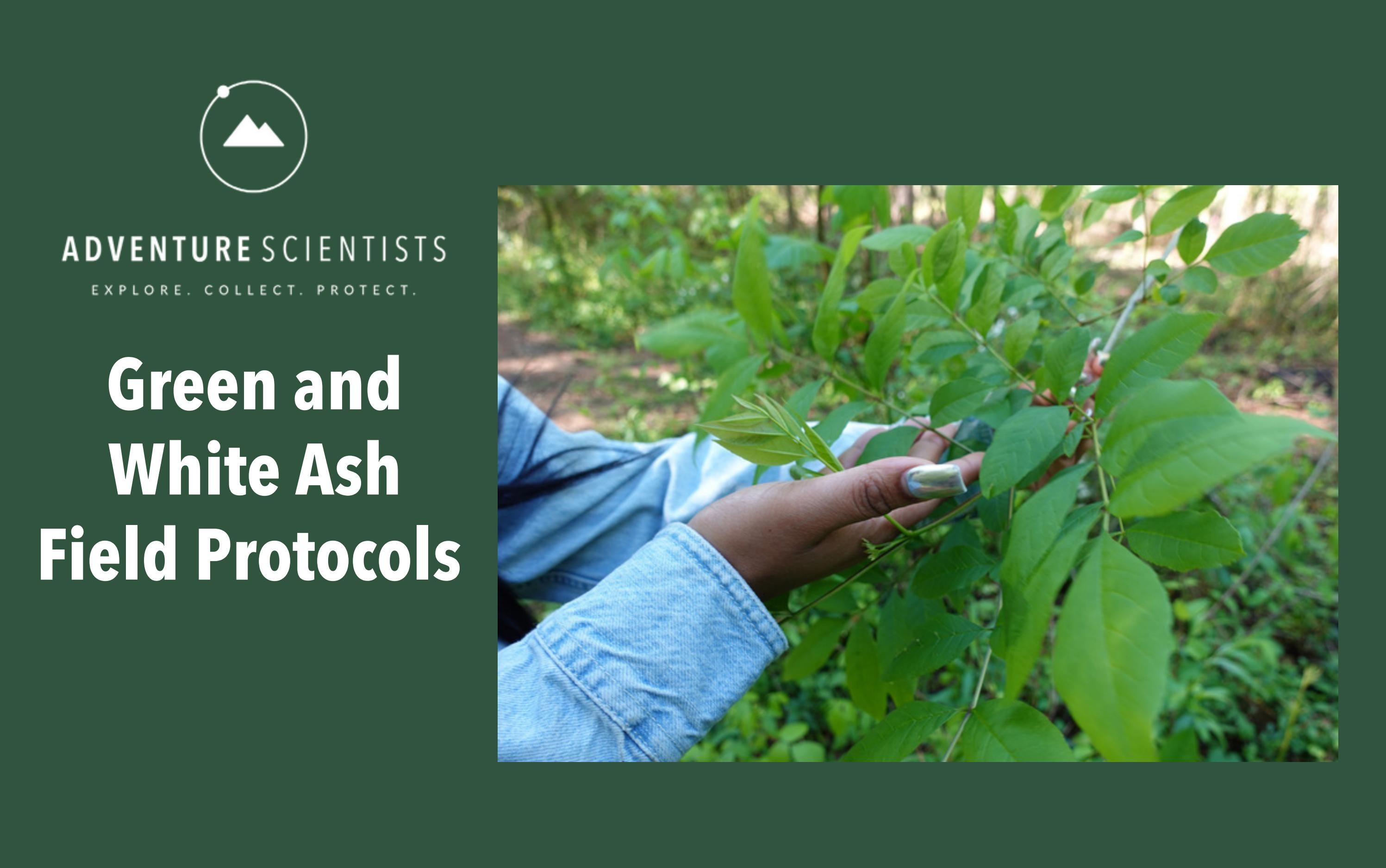 Ash Sampling Protocol by Adventure Scientists - Issuu