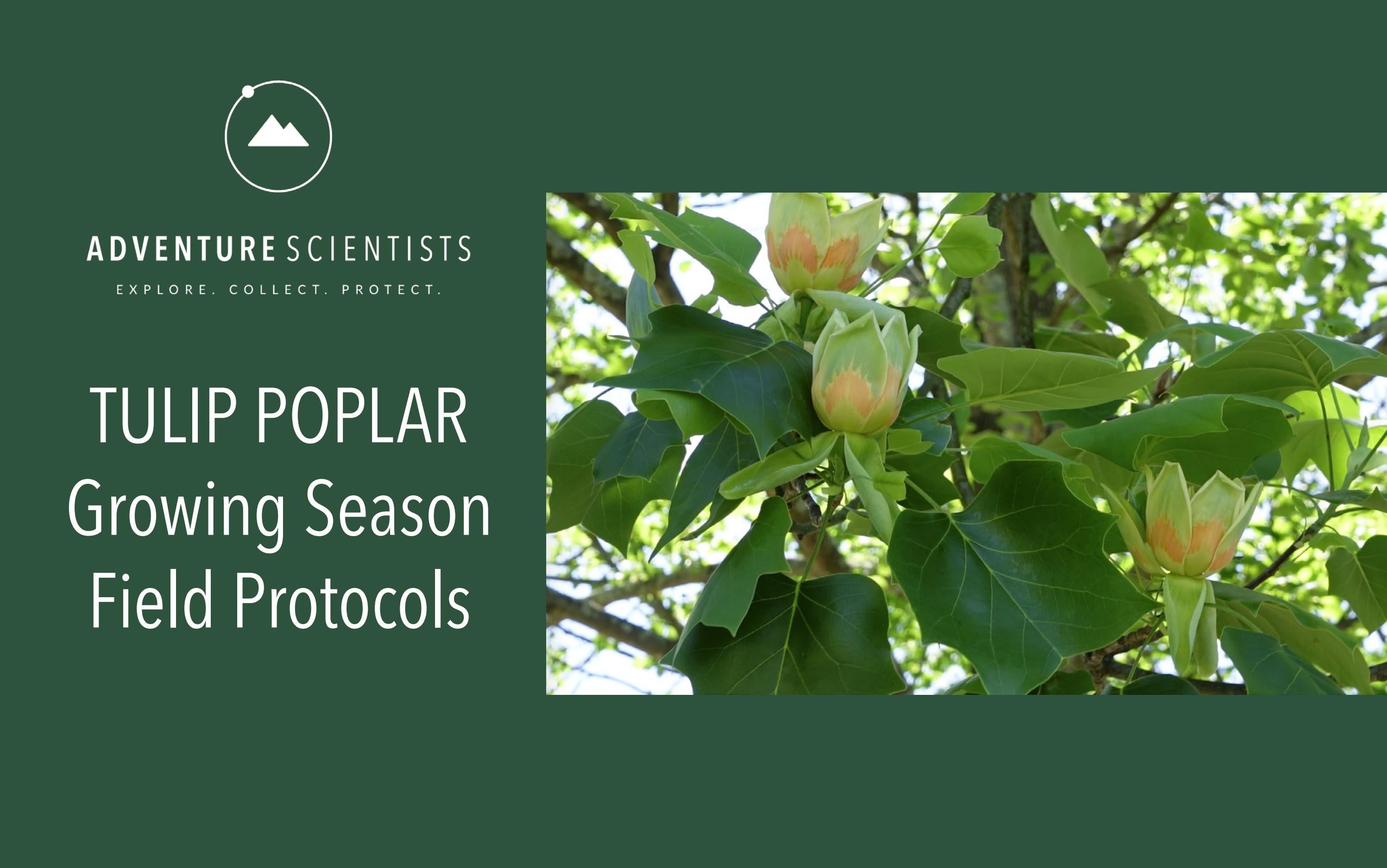 Tulip Poplar Growing Season Sampling Protocol by Adventure Scientists ...
