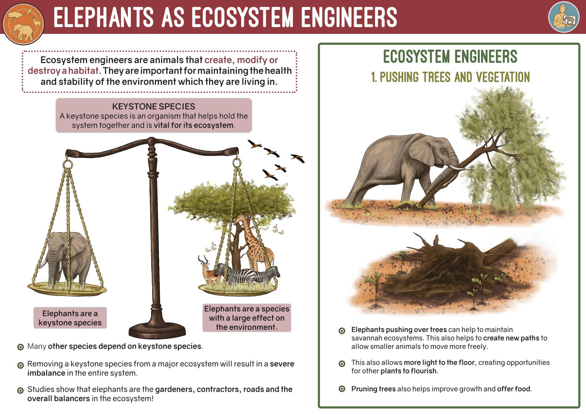 Elephants as Ecosystem Engineers by Save The Elephants - Issuu